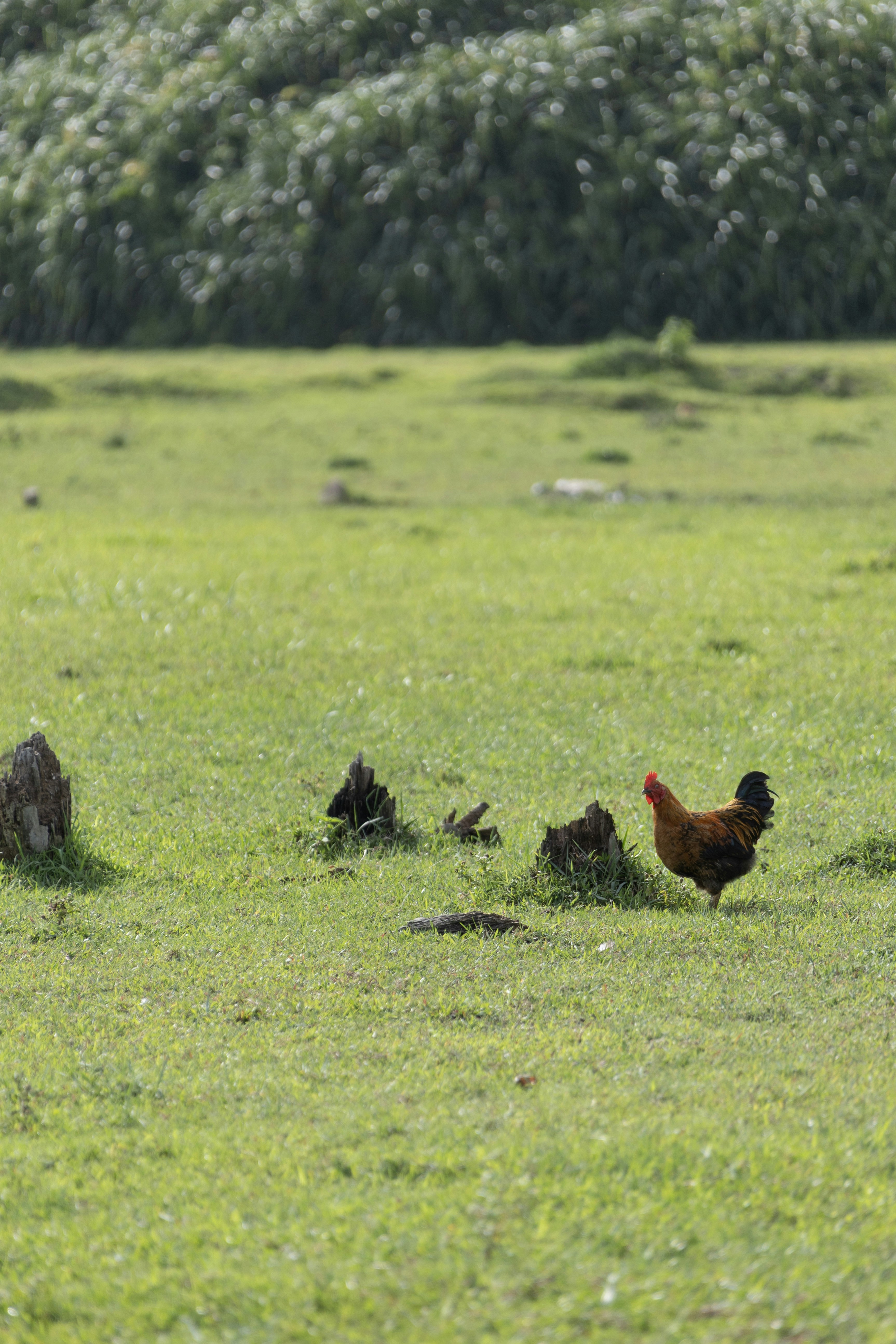 Rooster in a Sunlit Pasture