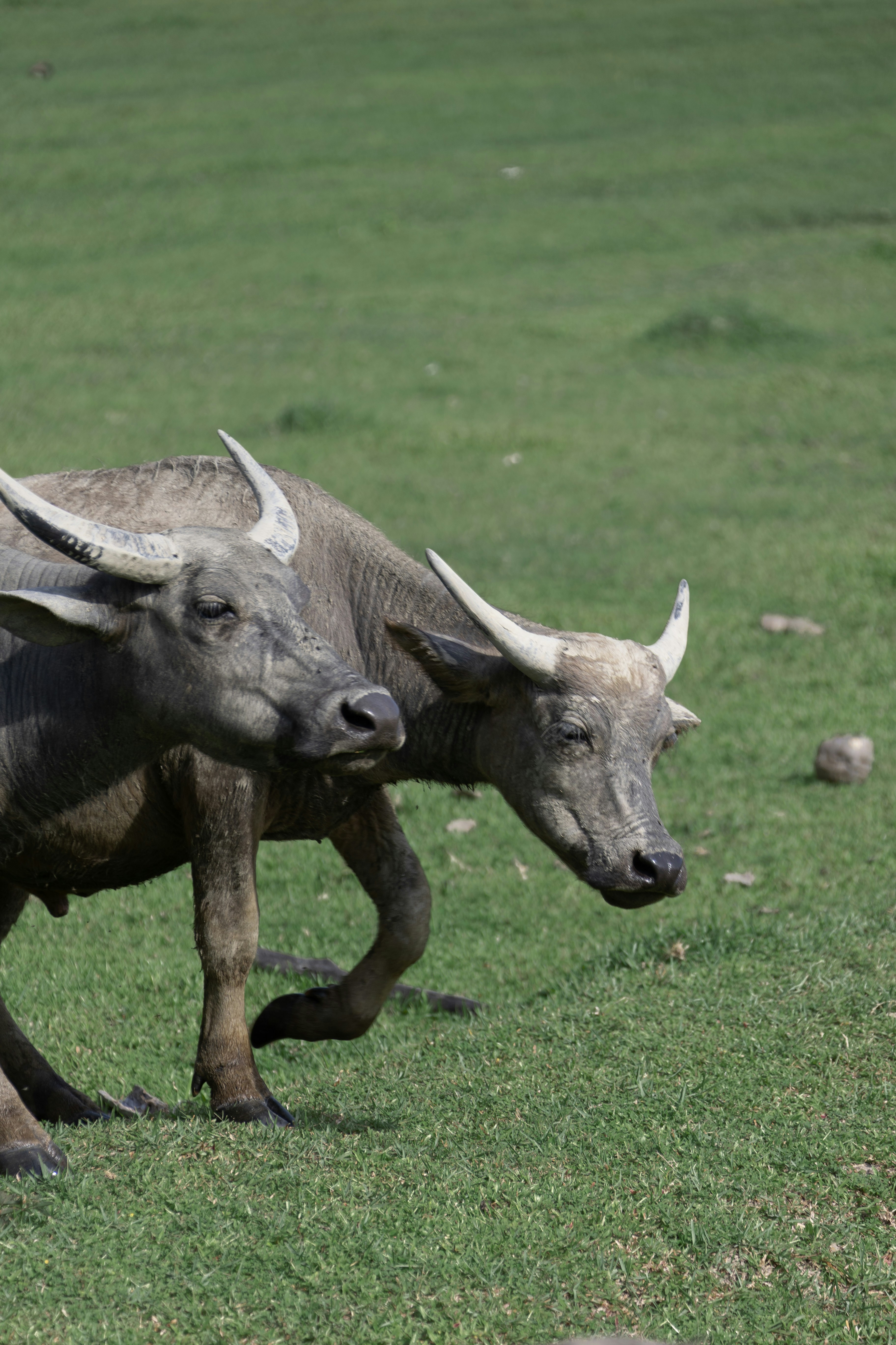 Herding Intuition: Two Bulls in Quiet Grass