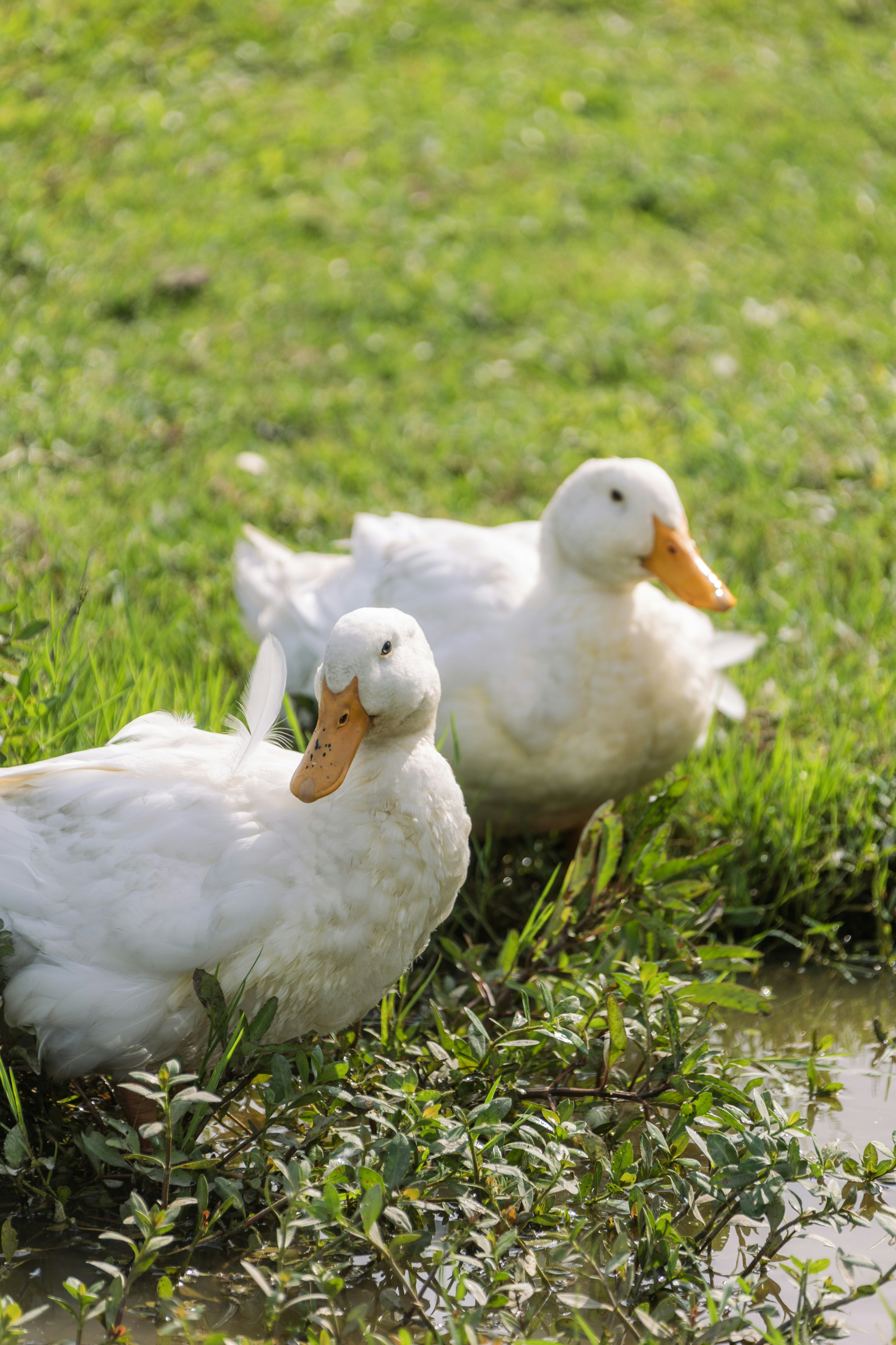 Two white ducks stand on green grass by water.