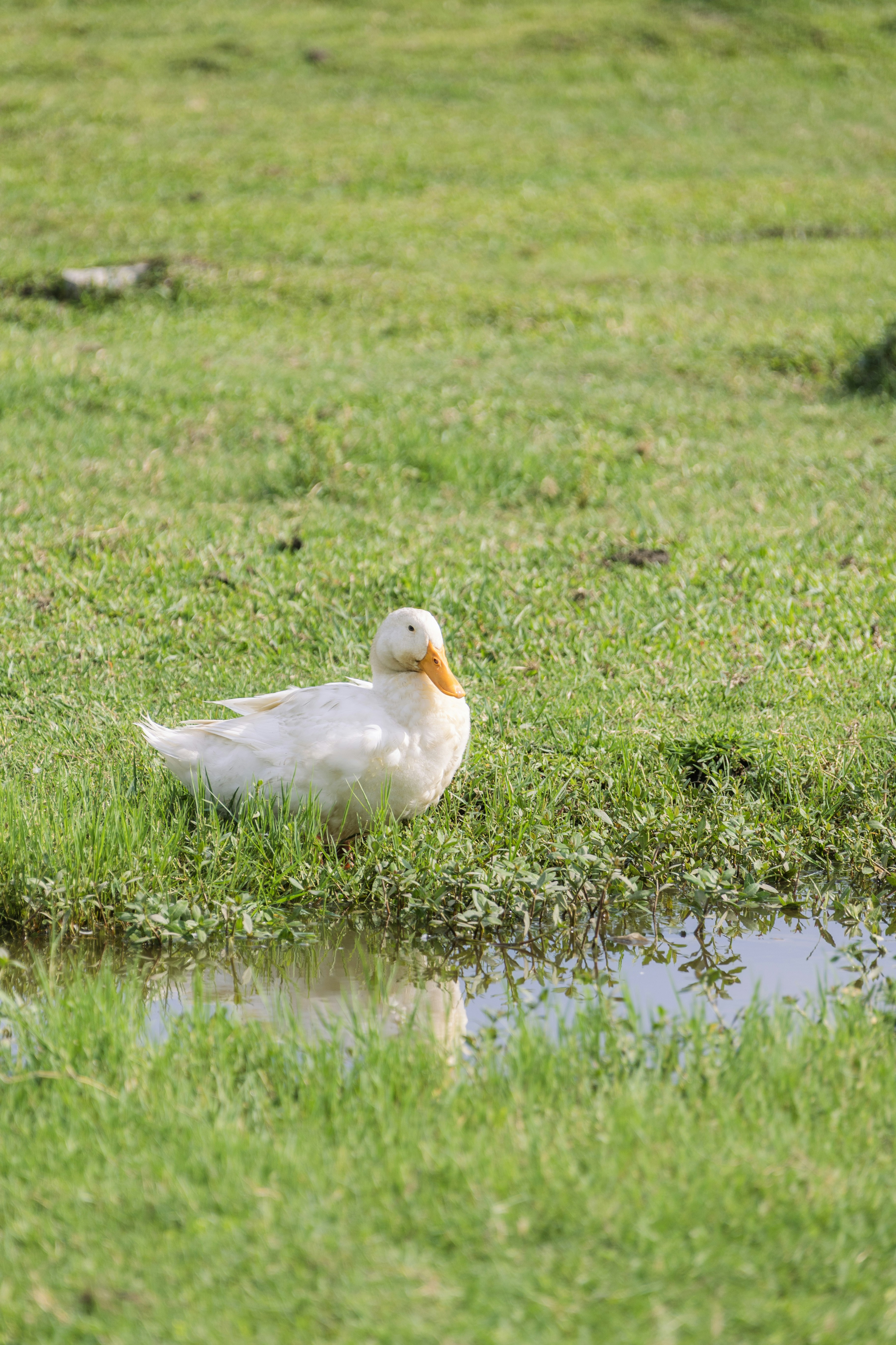 White duck resting by a reflective pond in sunlit meadow