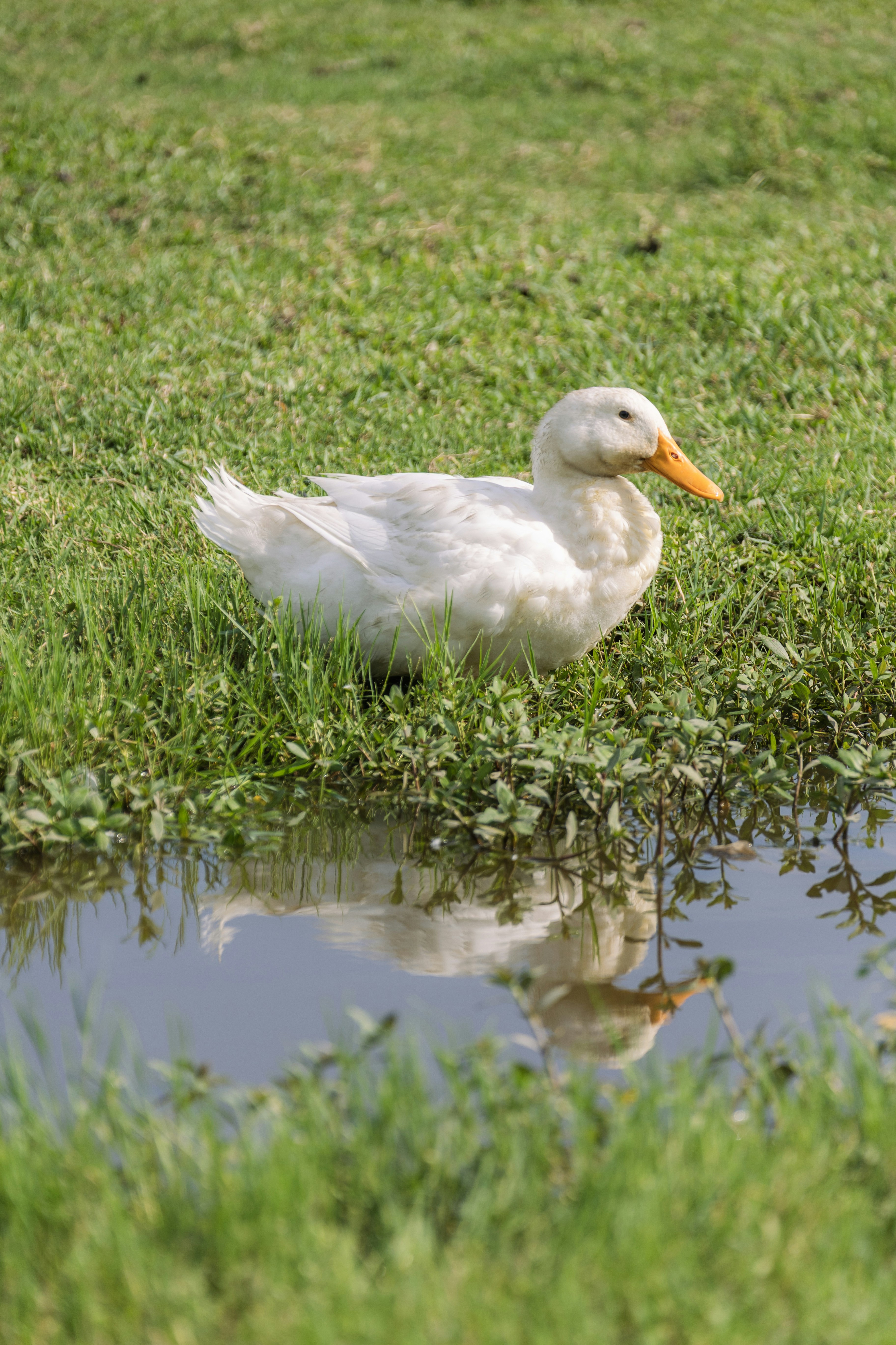 White Duck in a Marshy Meadow: Reflections in Quiet Water