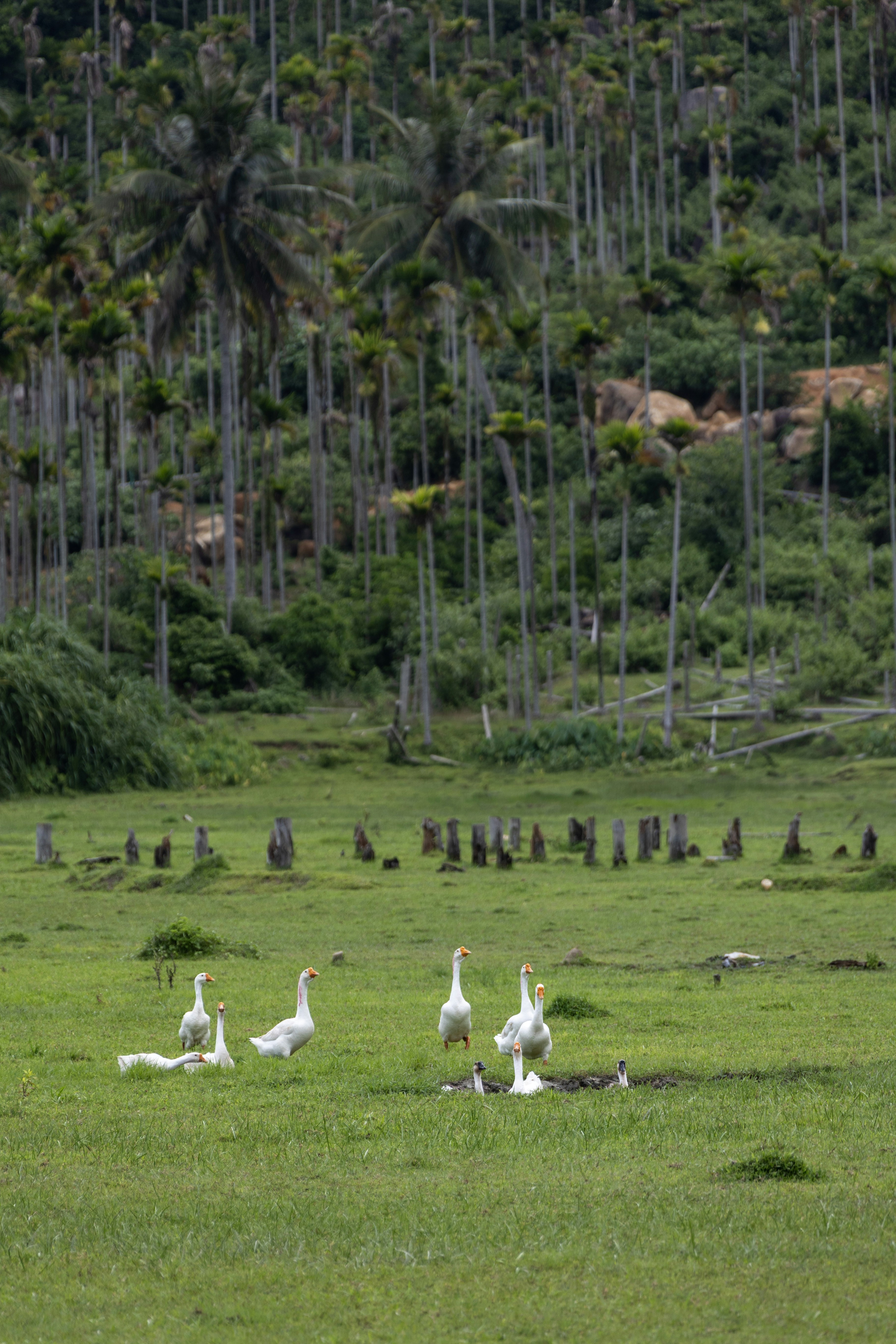 Flamingo Chorus Beneath a Sloped Palm Forest