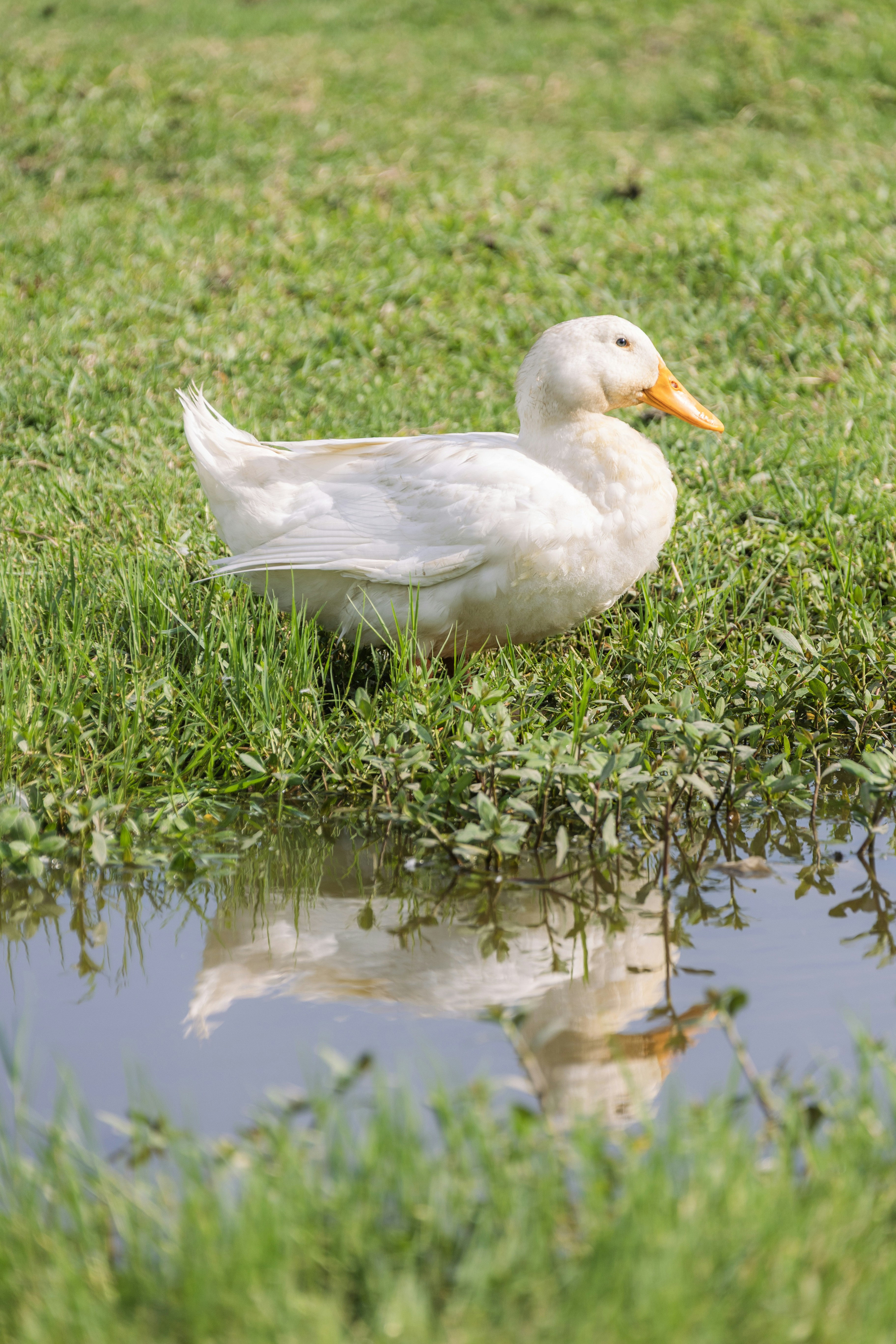 White Duck in a Meadow Mirror