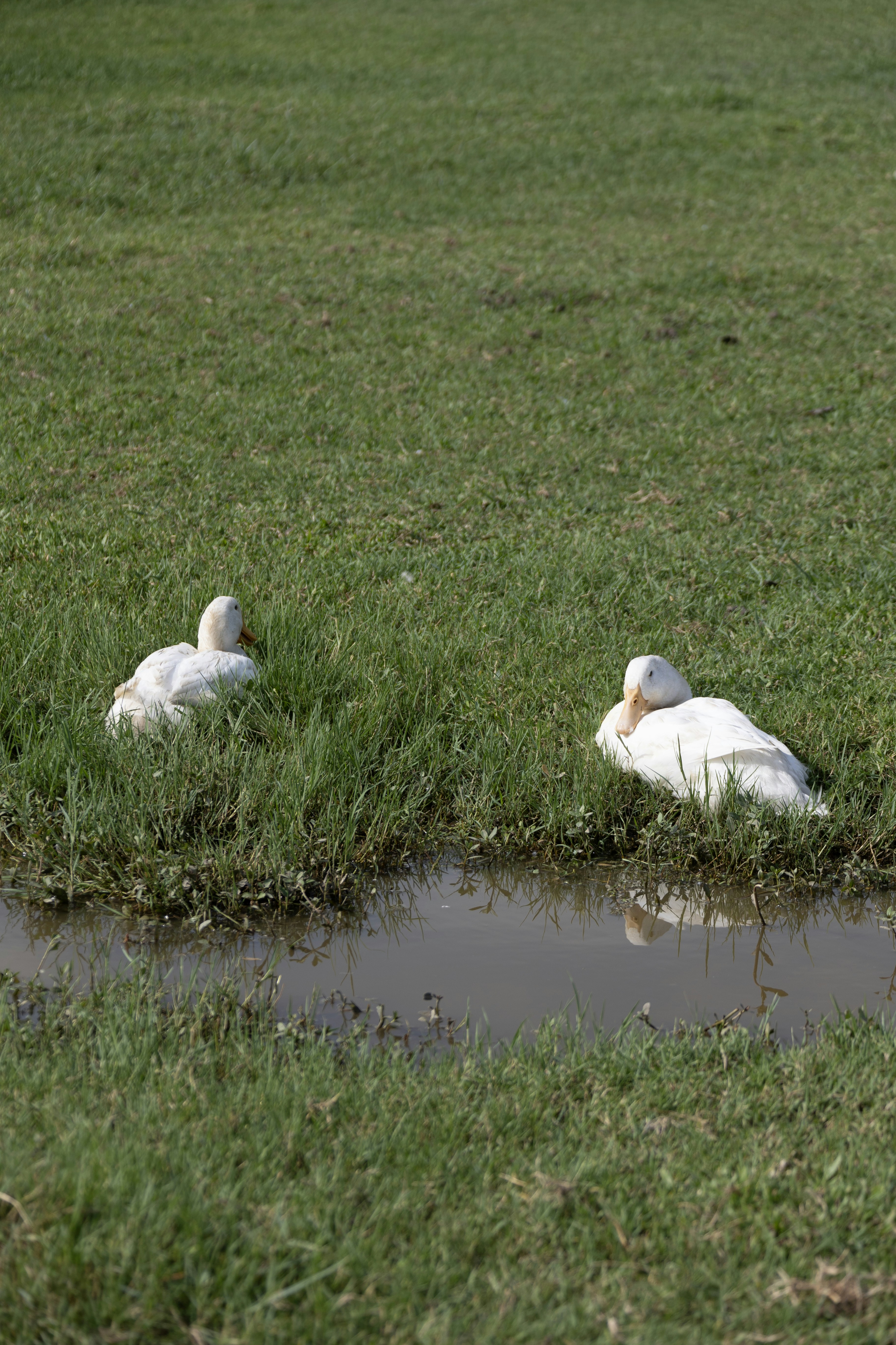 Two White Geese Rest in a Marshy Field