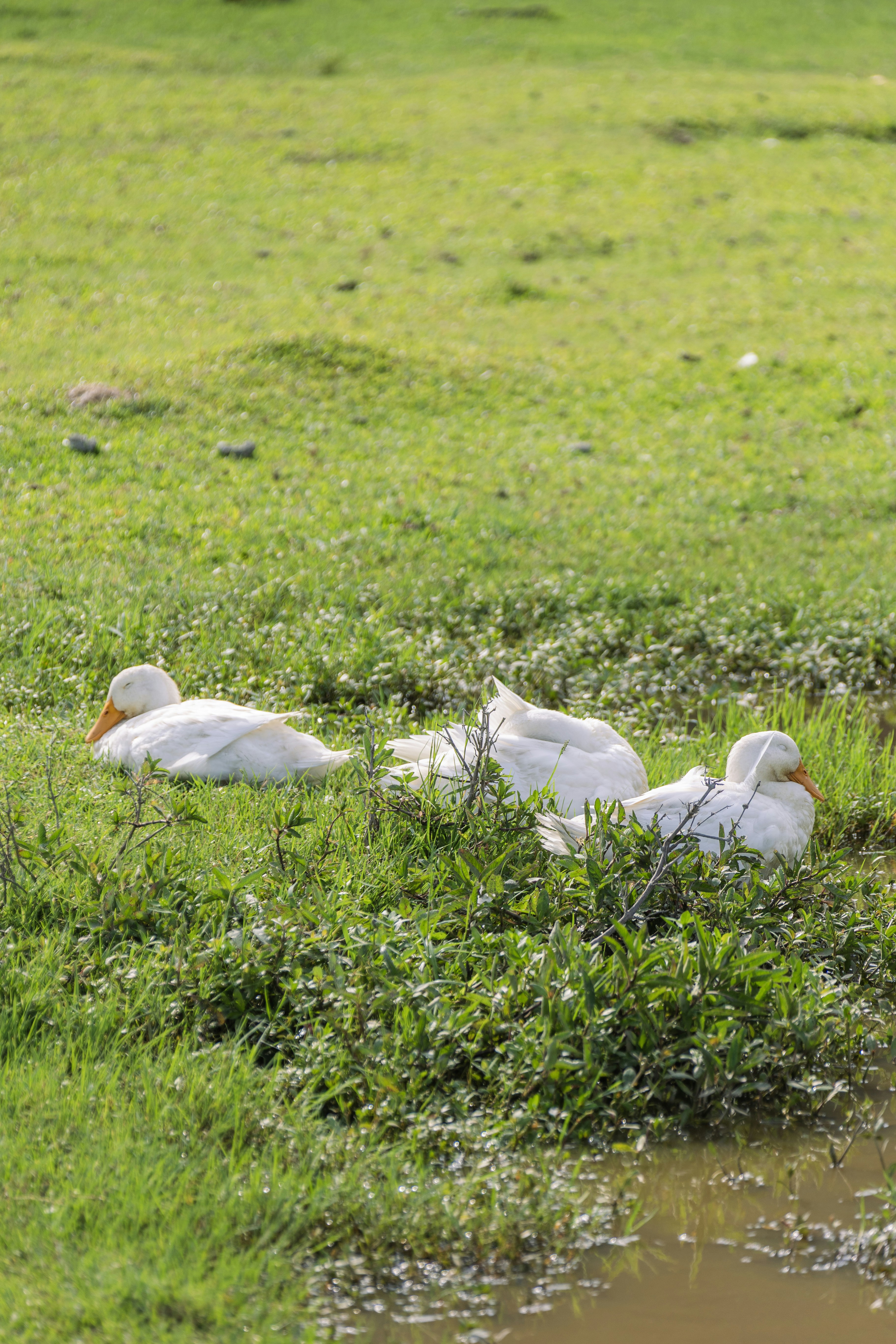 Three White Ducks Dozing Amid Green Marsh