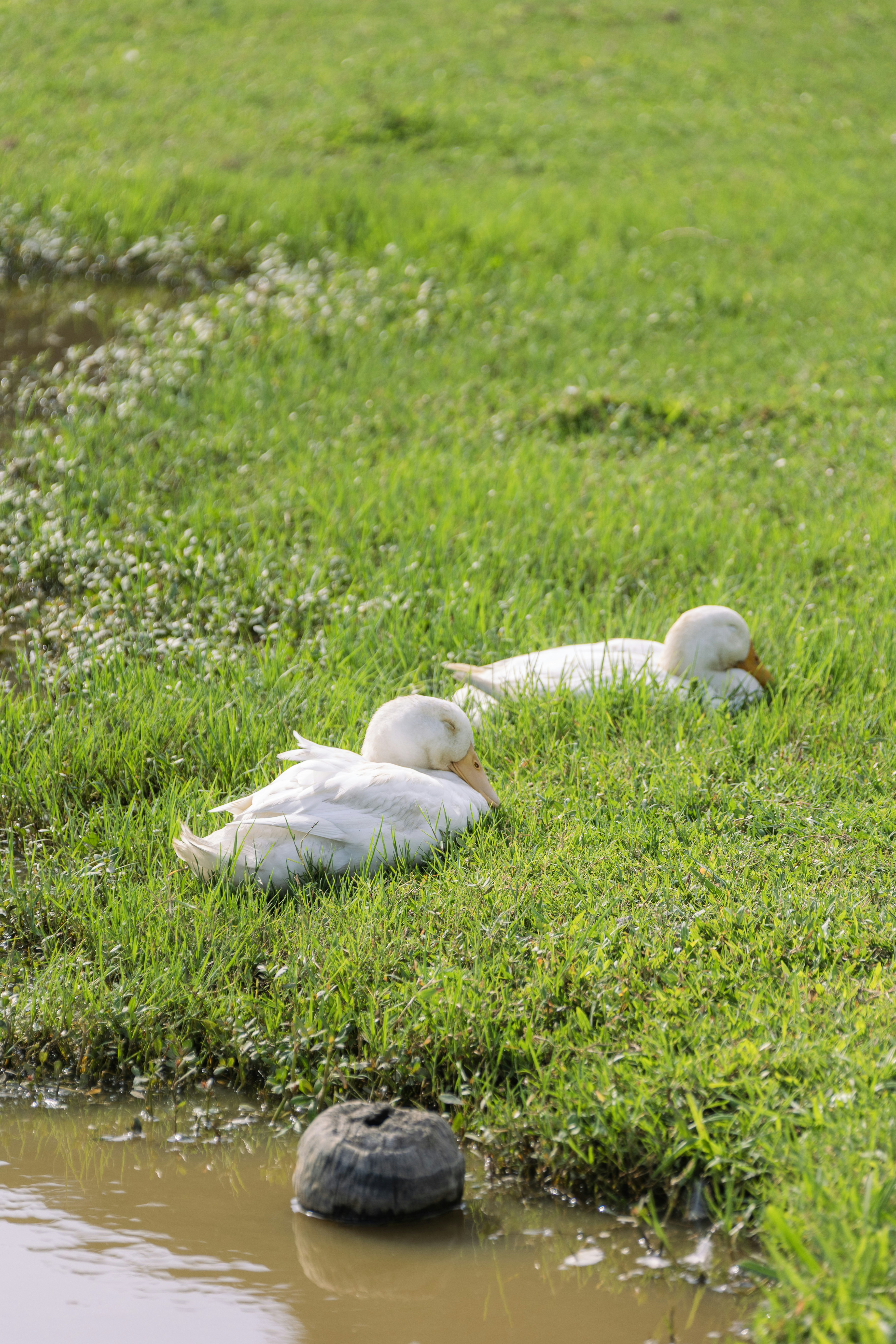 Two resting white ducks in sunlit riverside grass