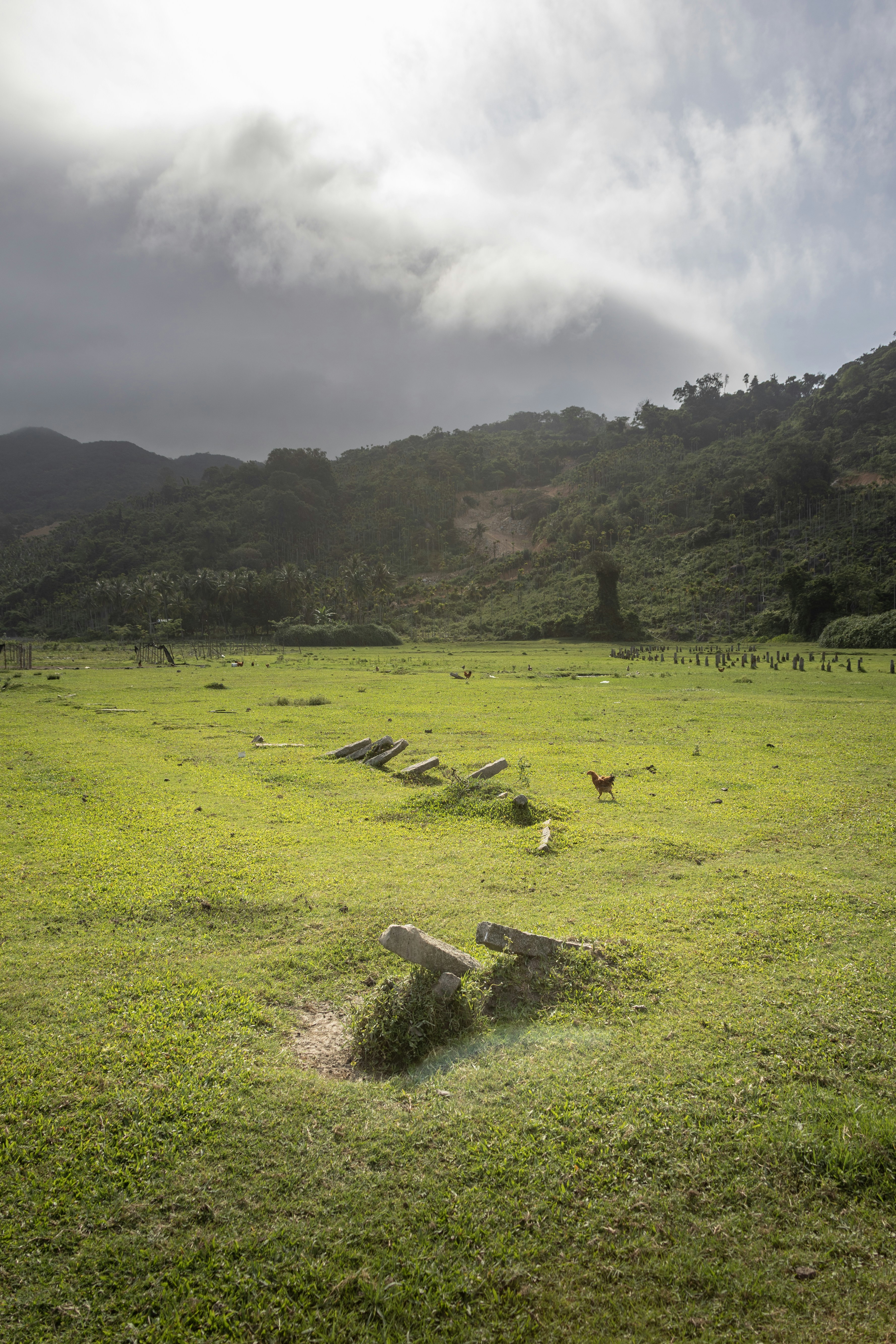 Pasture Echoes: A Lone Hen in the Sunlit Field
