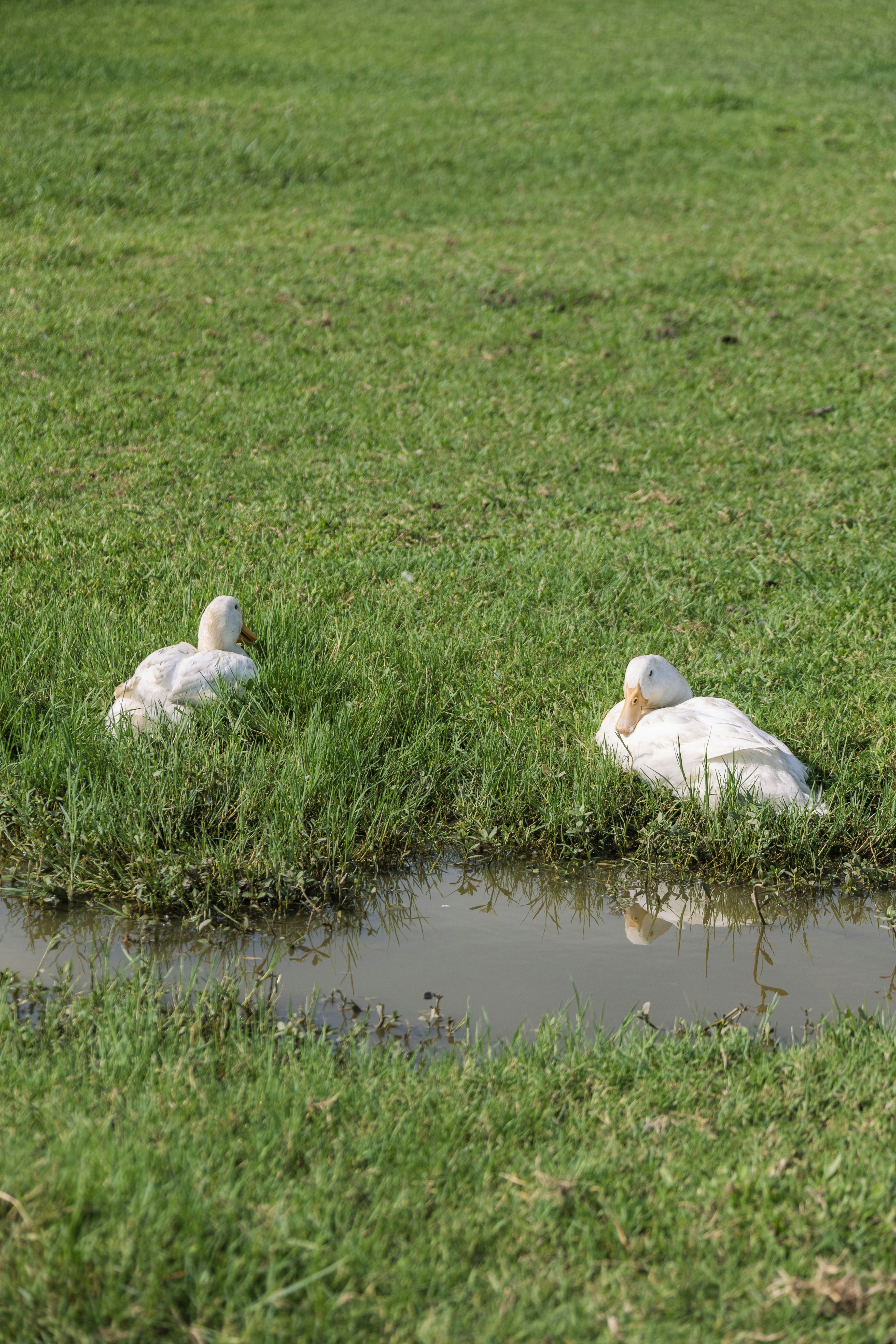 Duo of White Ducks Resting by a Quiet Wetland