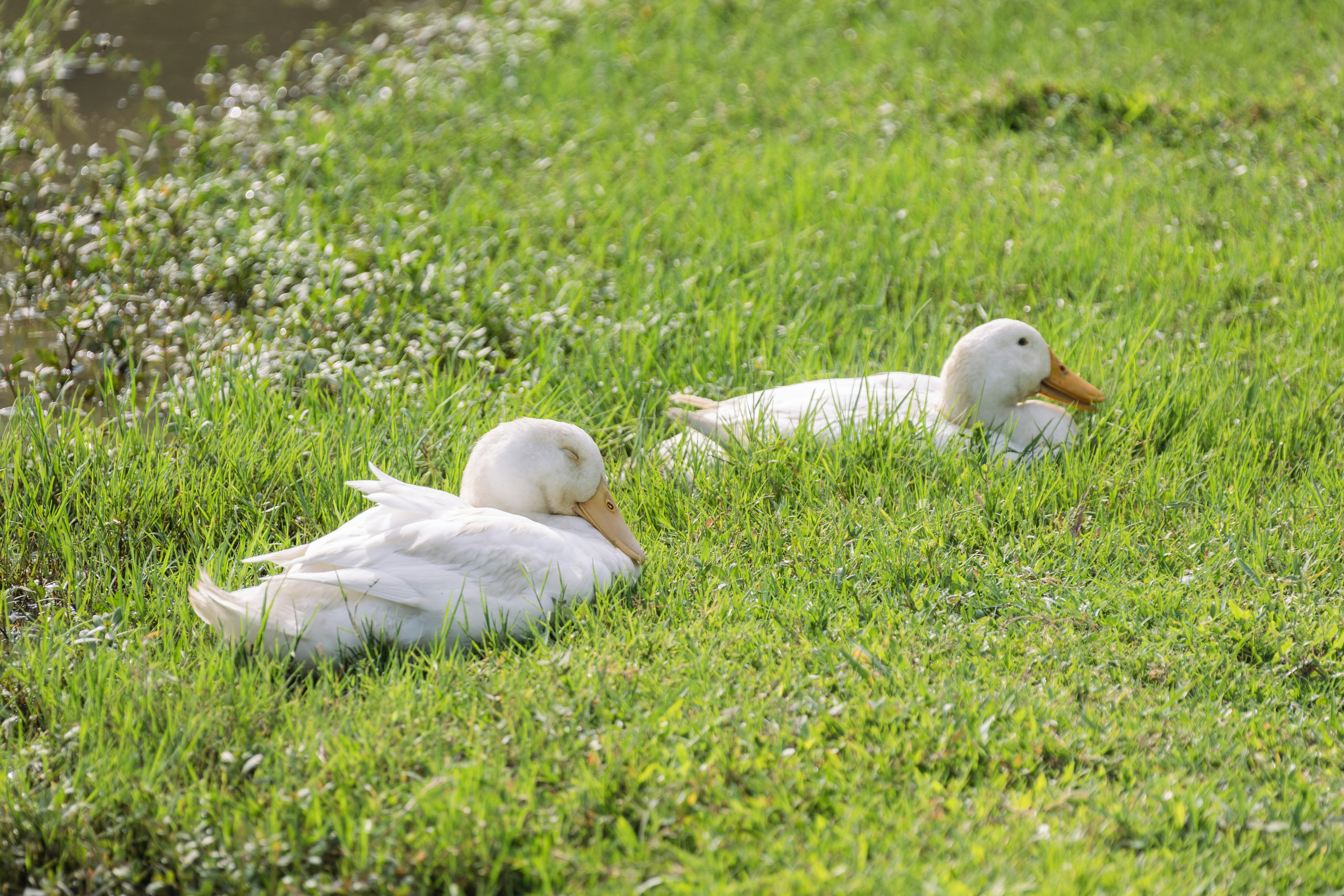Serene Duo: White Ducks Dozing in sunlit Meadow