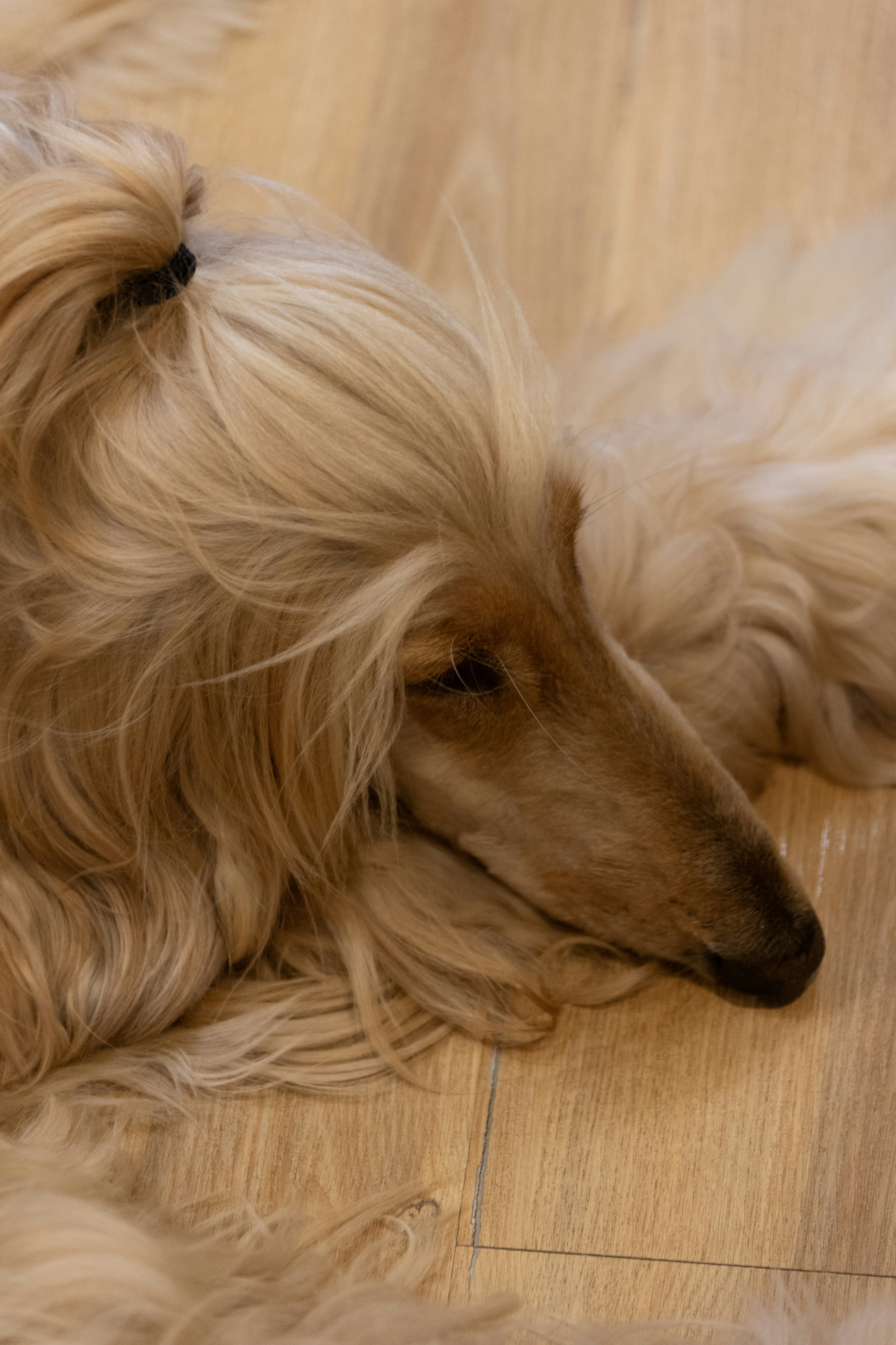 Golden Slumber: A Calm Portrait of a Relaxed Afghan Hound