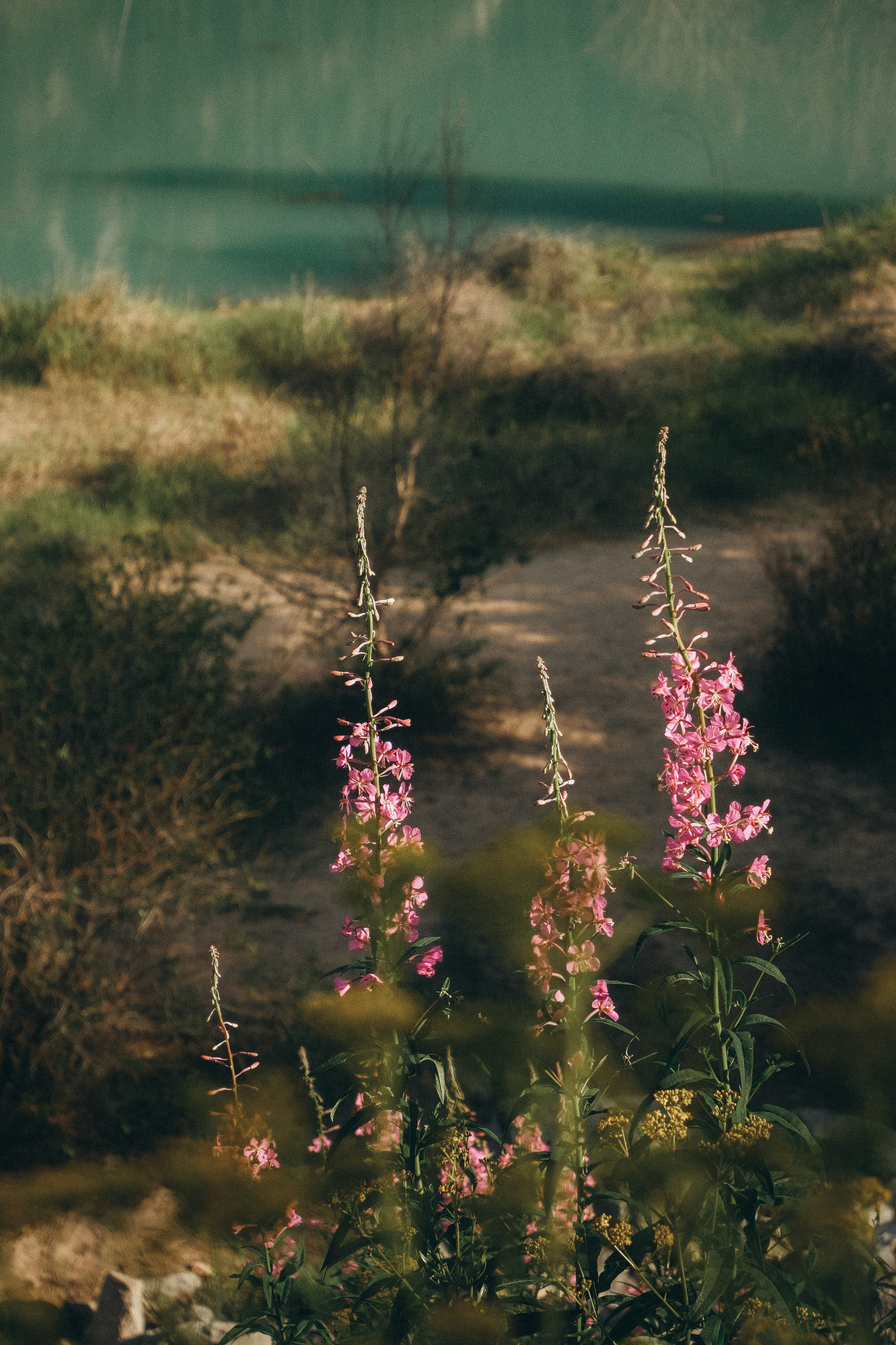 Pink Spike: Wildflowers Framing a Distant Shore
