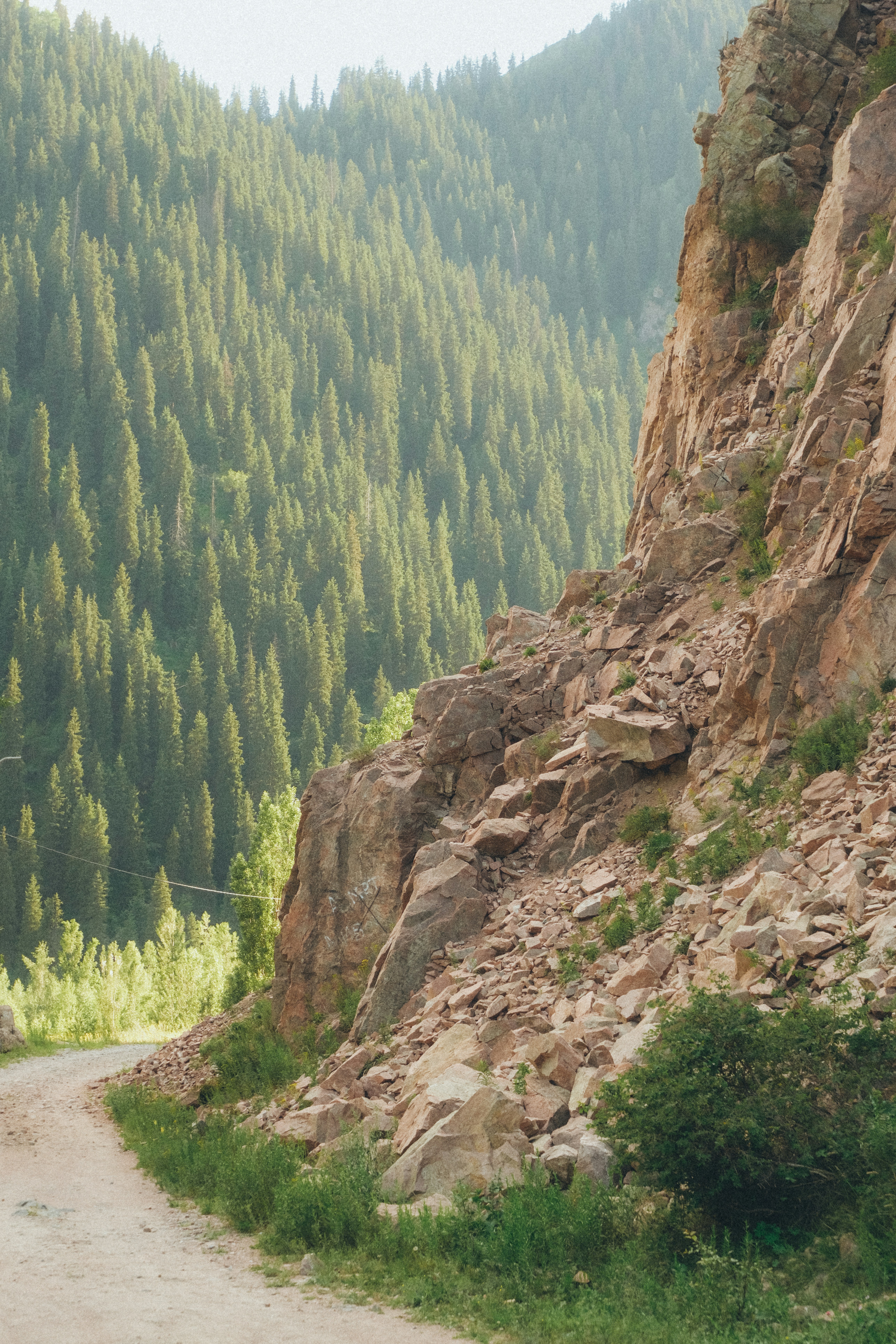 Rugged Canyon Road Carves Through Pine Forest