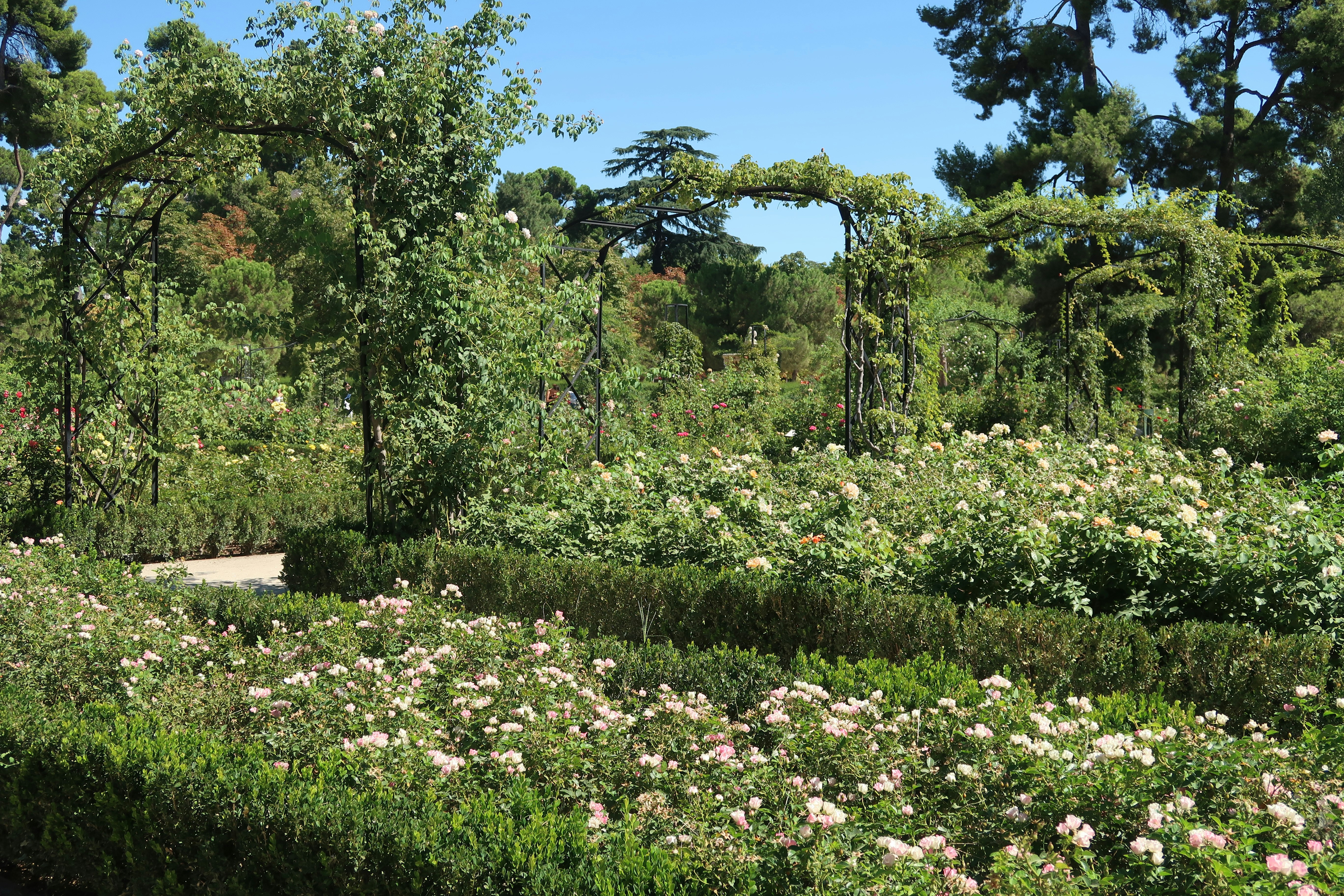 Rose Garden Arches: Sunlit Path Through Blooms