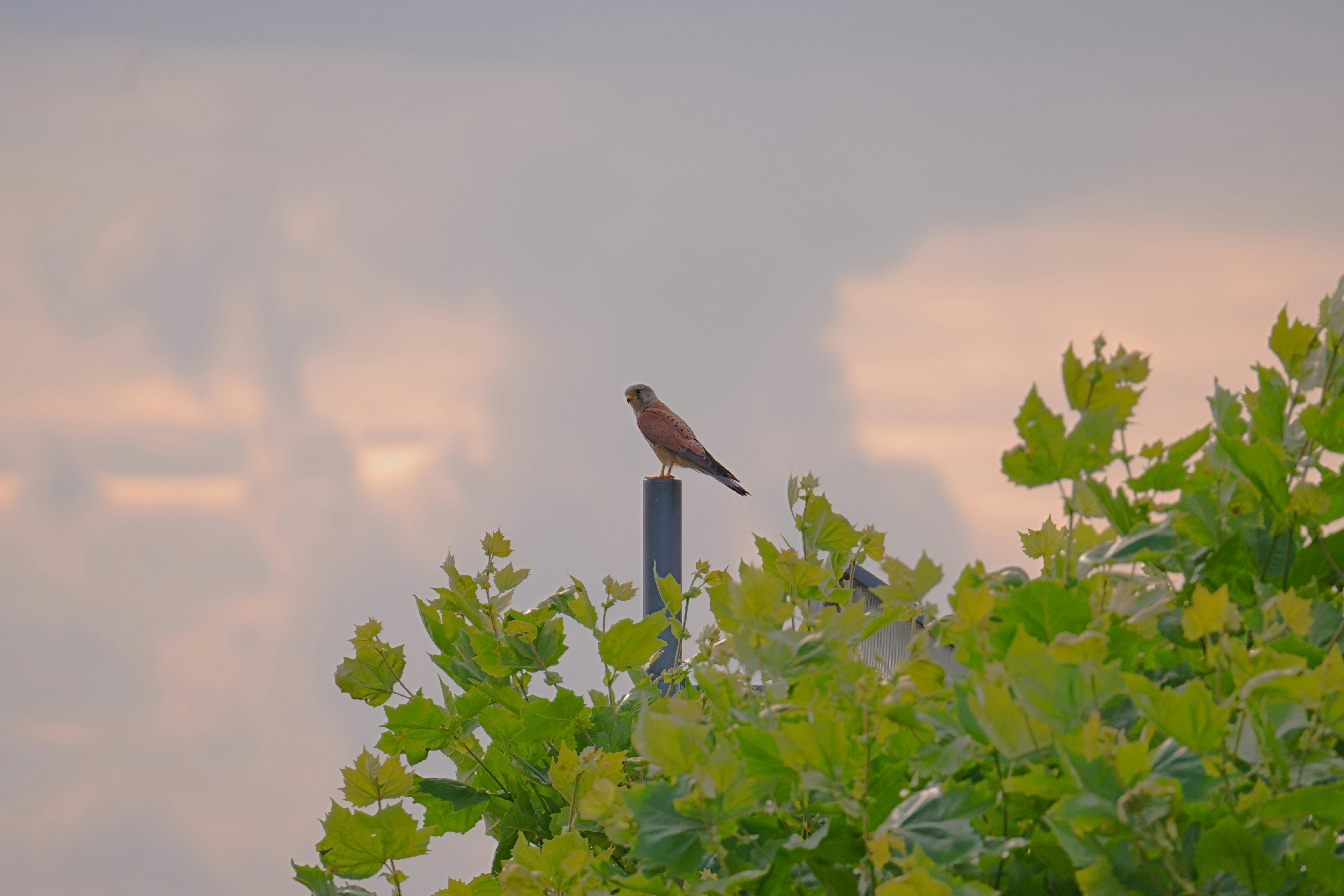 A Perch Above Greenery: a lone finch on a post at golden hour