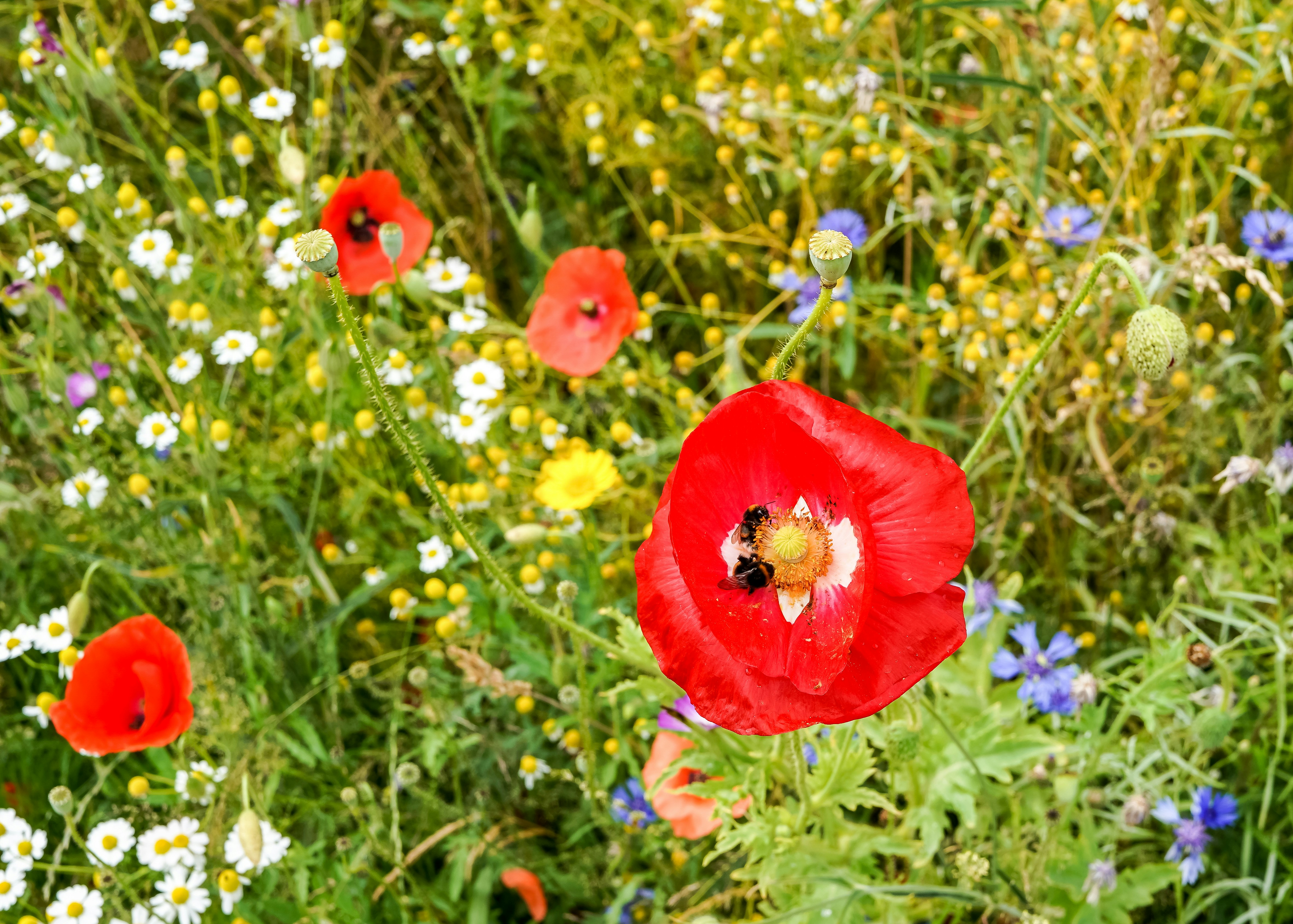 Red Poppy in a Field of Tiny Wildflowers