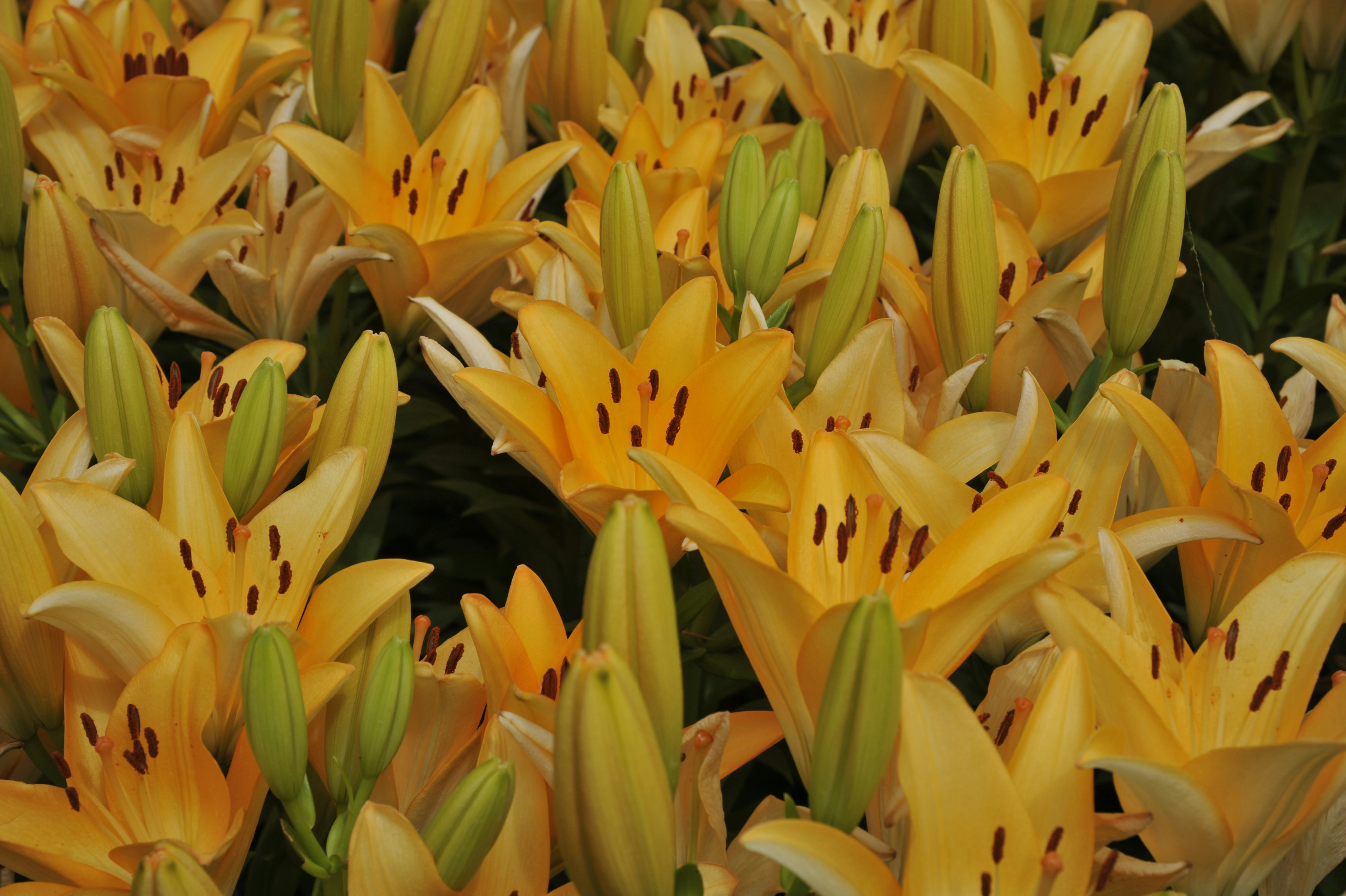 Sunlit Yellow Lilies: A Sea of Golden Petals with Stamen Details