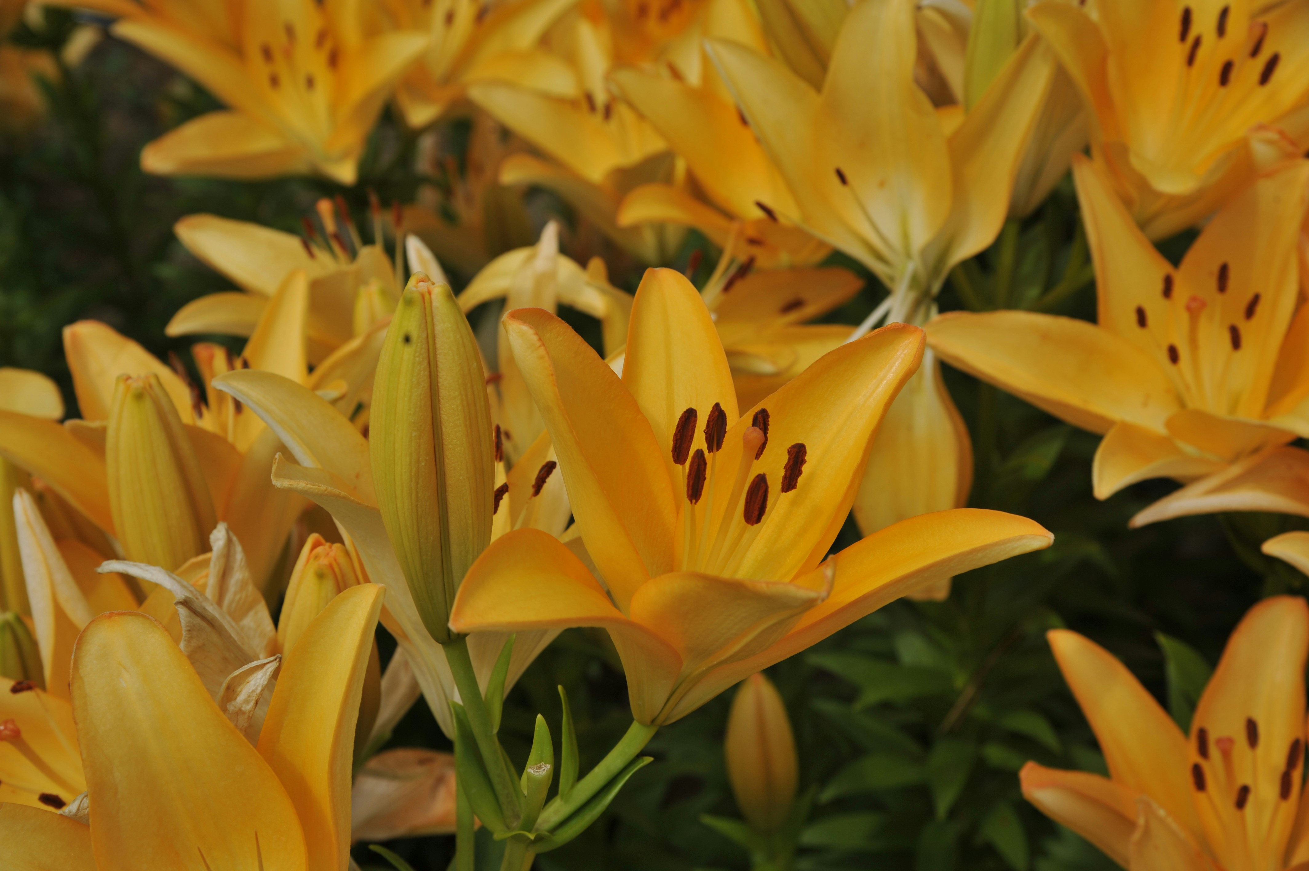 Golden Stargazers: A Chorus of Yellow Lilies