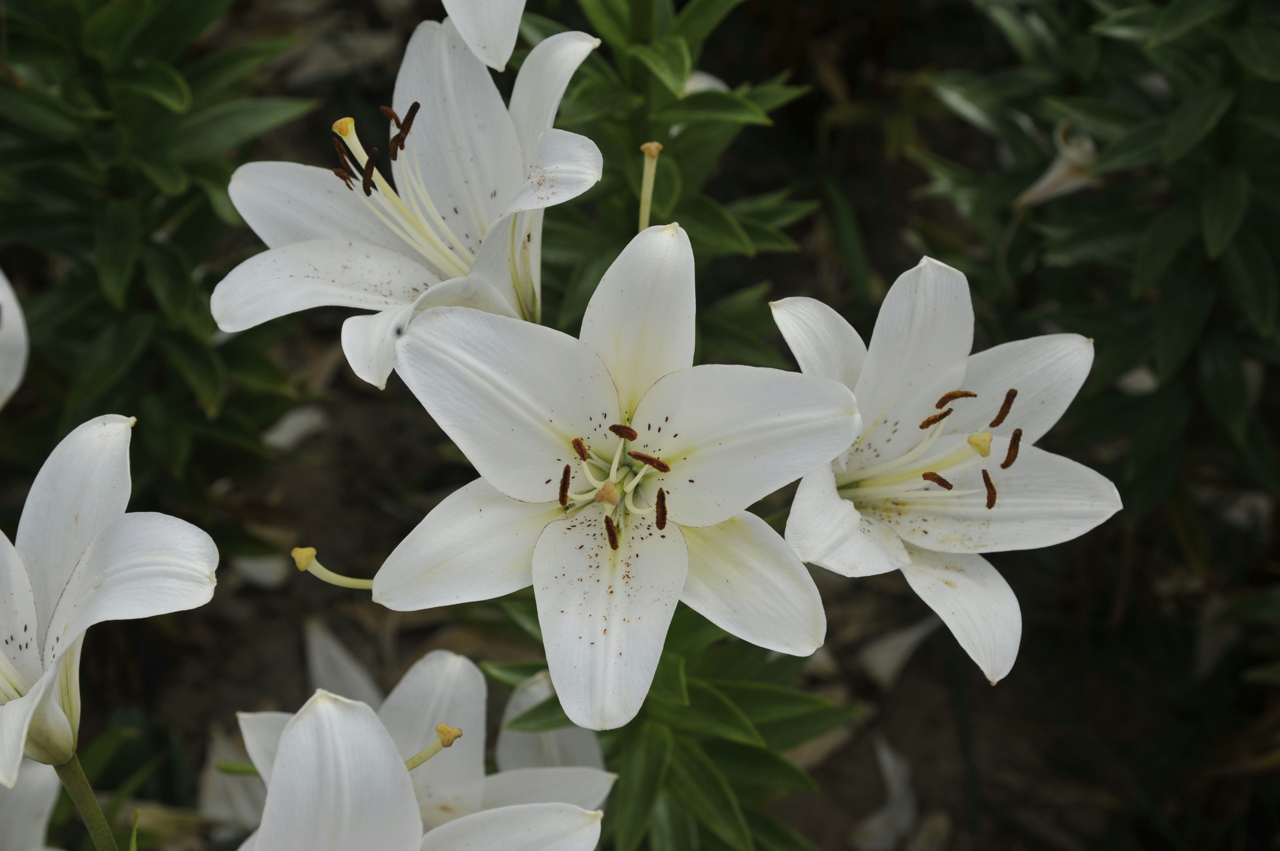 White Lilies in Soft Focus: A Quiet Garden Moment