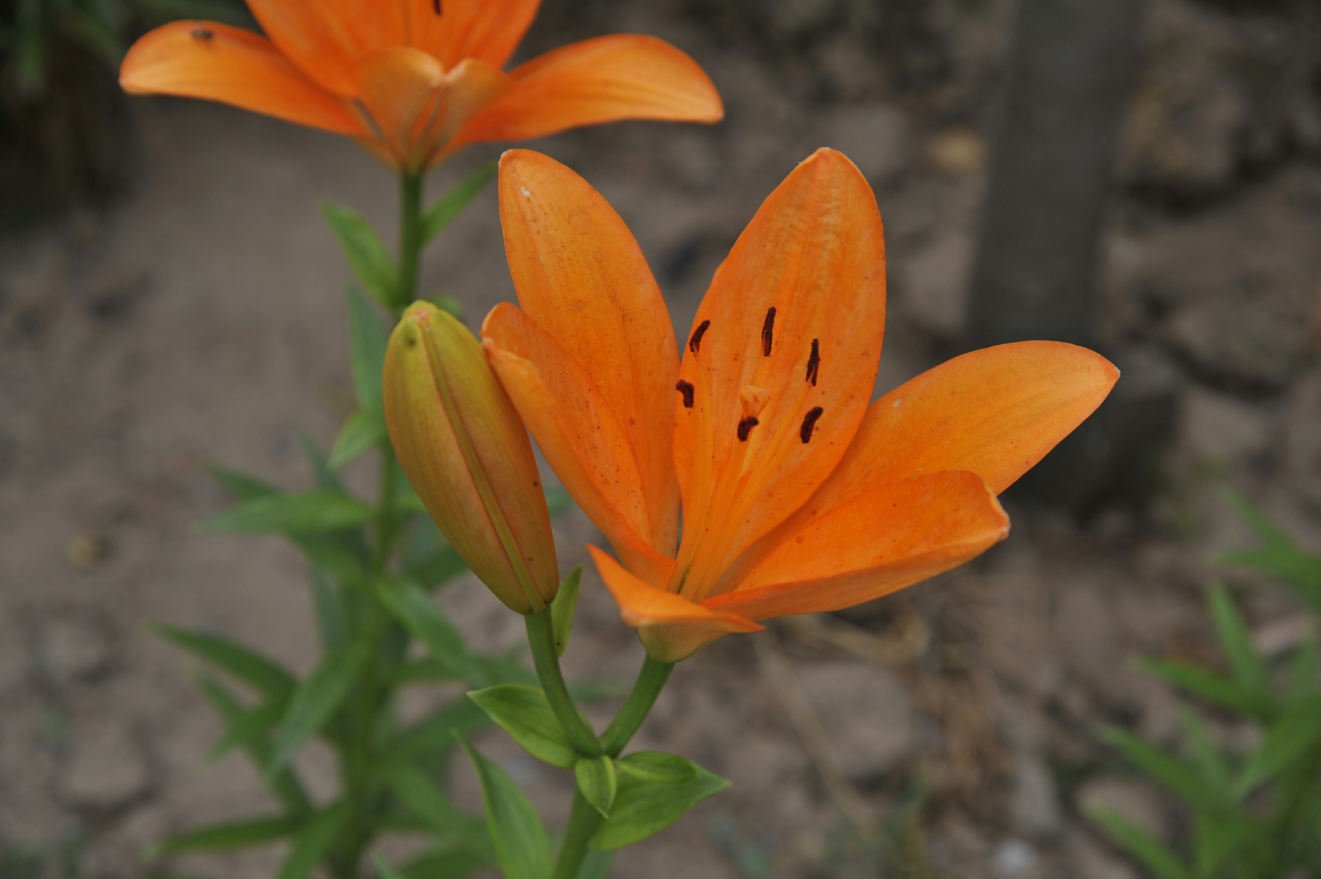 Orange Lily Close-Up: Sunlit Petals Against a Quiet Backdrop