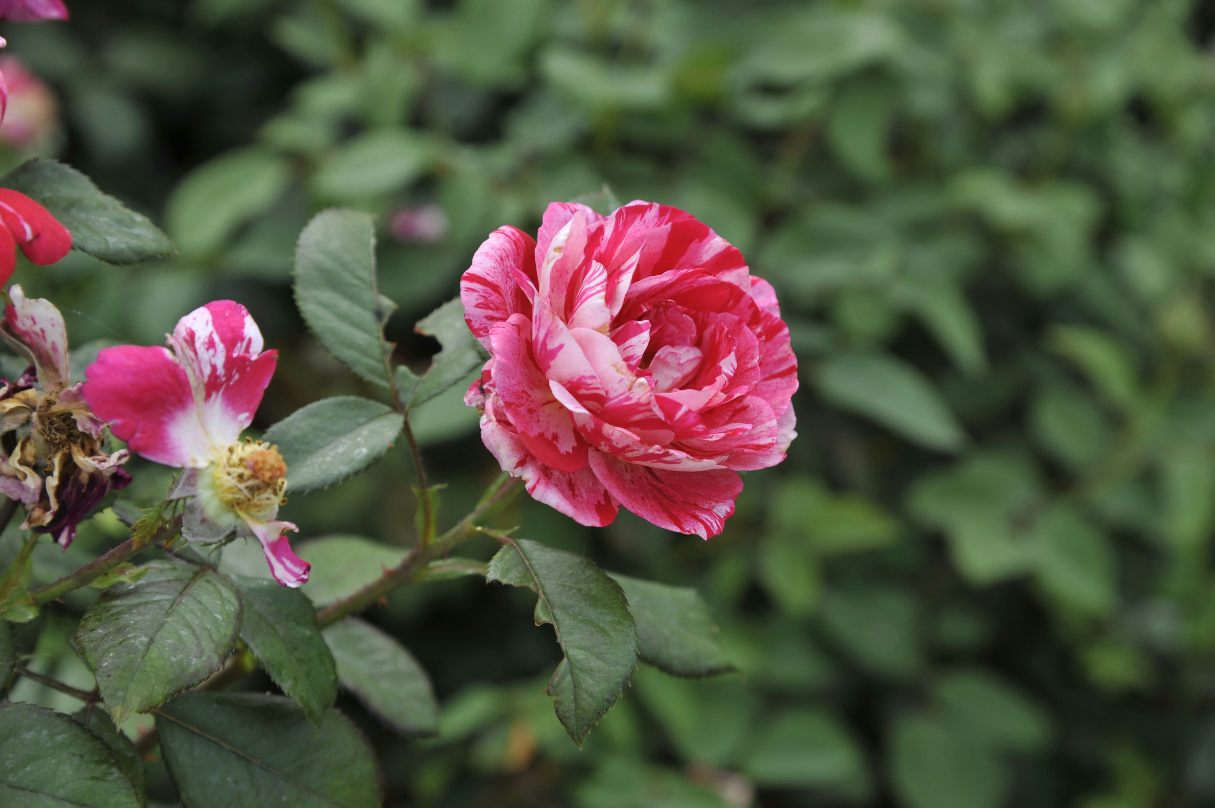 Pink Rose in Focus: Close-up of a Flowering Bud Against Green Backdrop