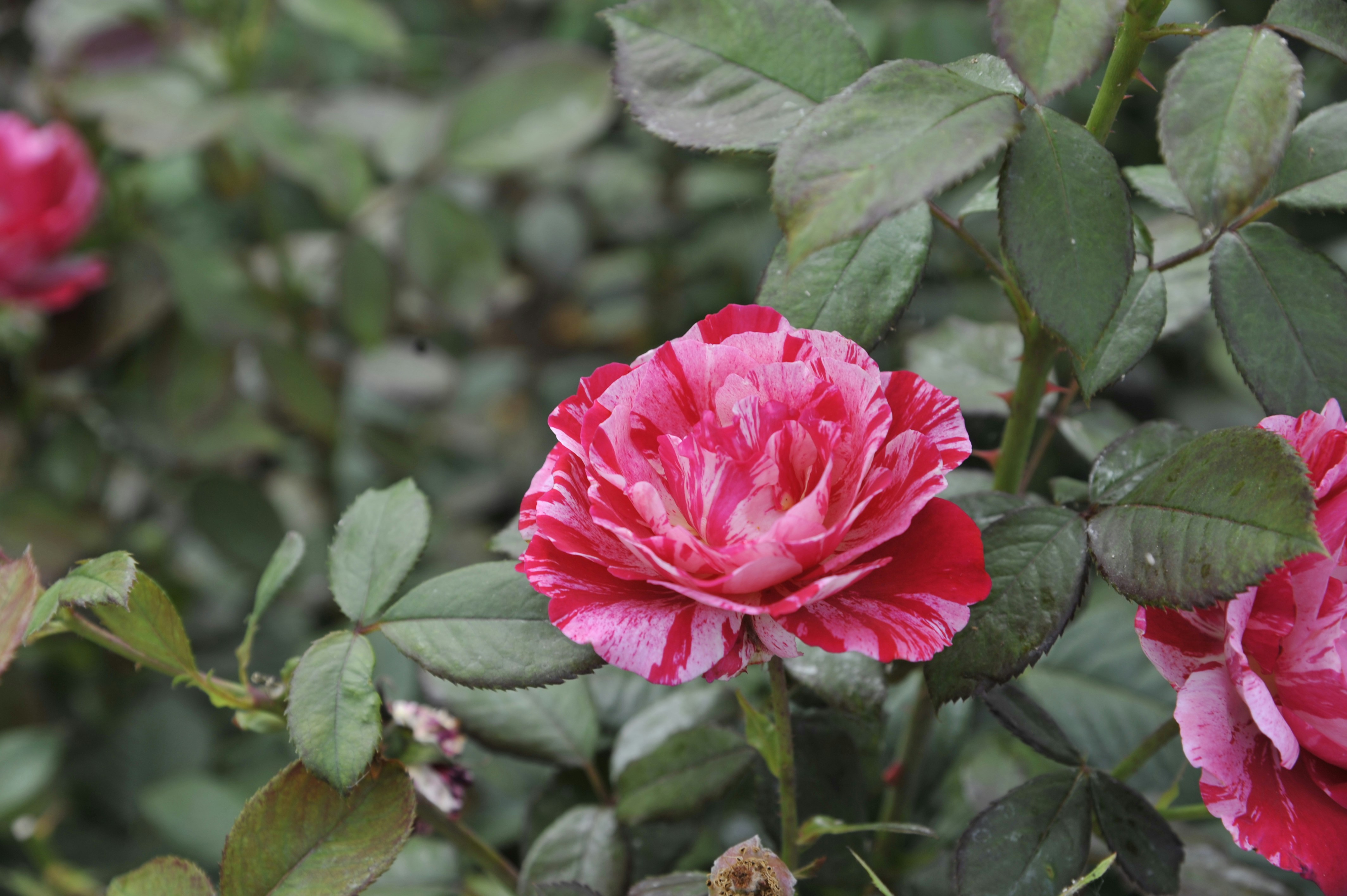 Pink Petal Spotlight: A Dew-kissed Rose in a Quiet Garden