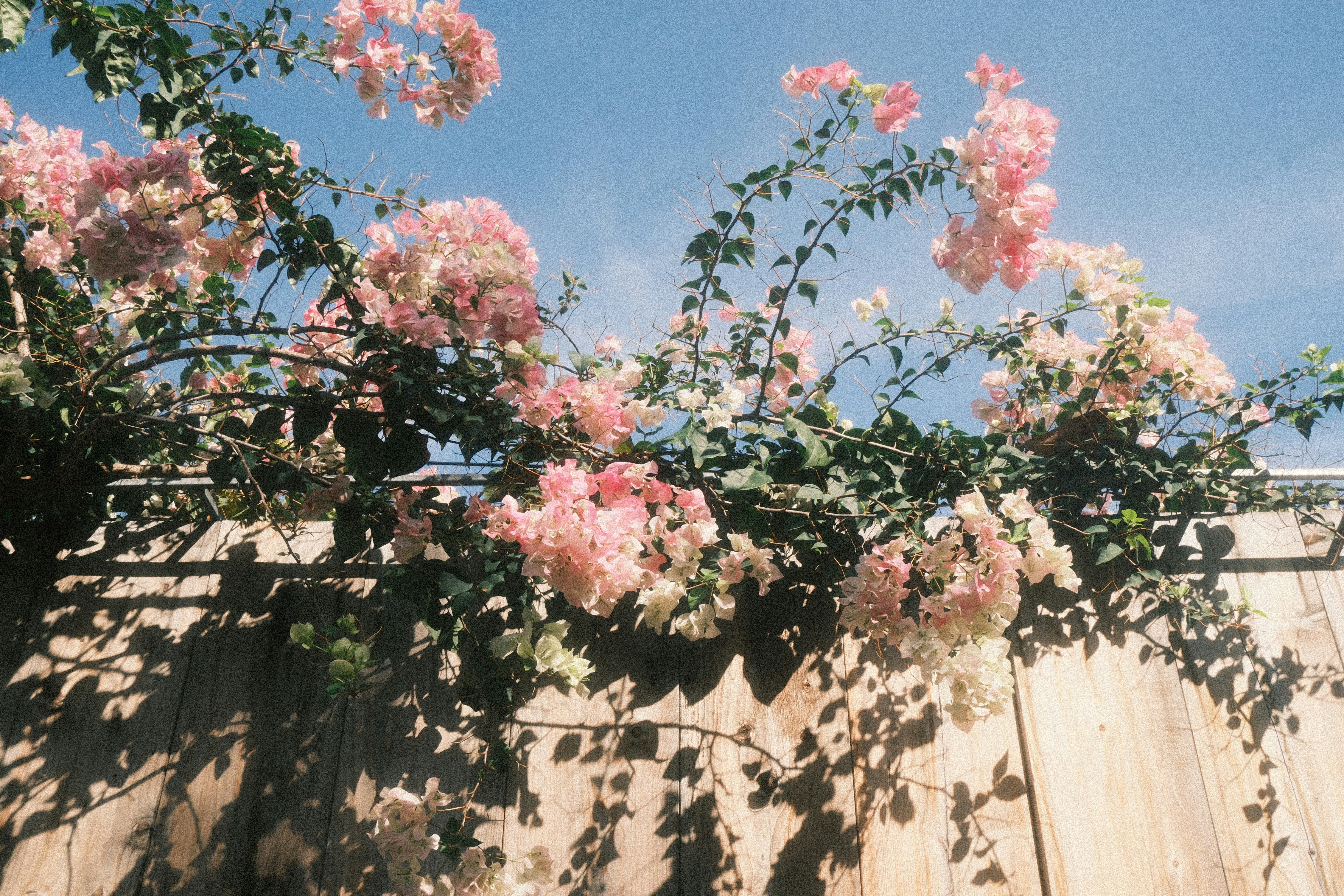 Sunlit Rosé Cascade Above a Wooden Fence