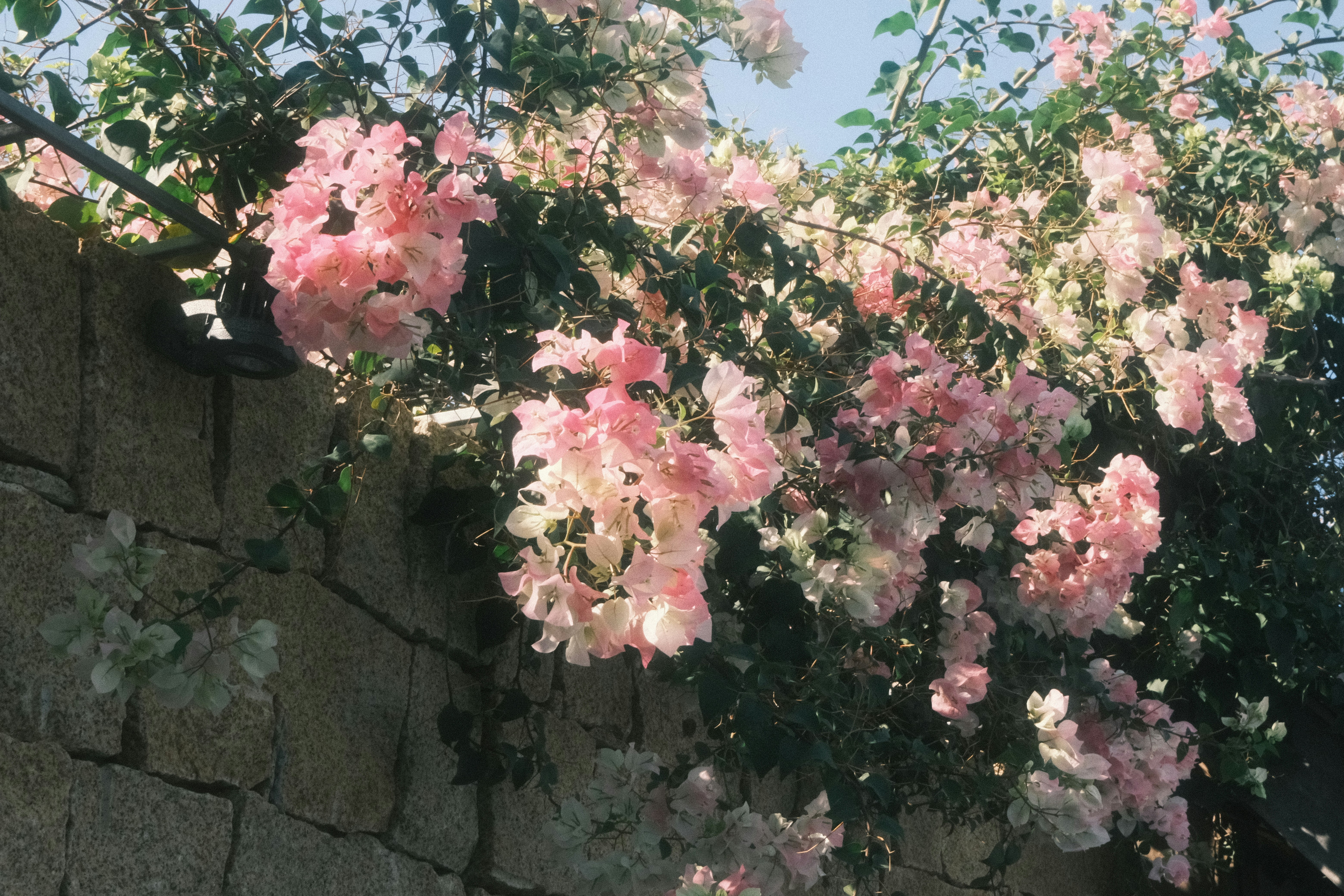 Pink Bougainvillea Cascade over a Stone Wall