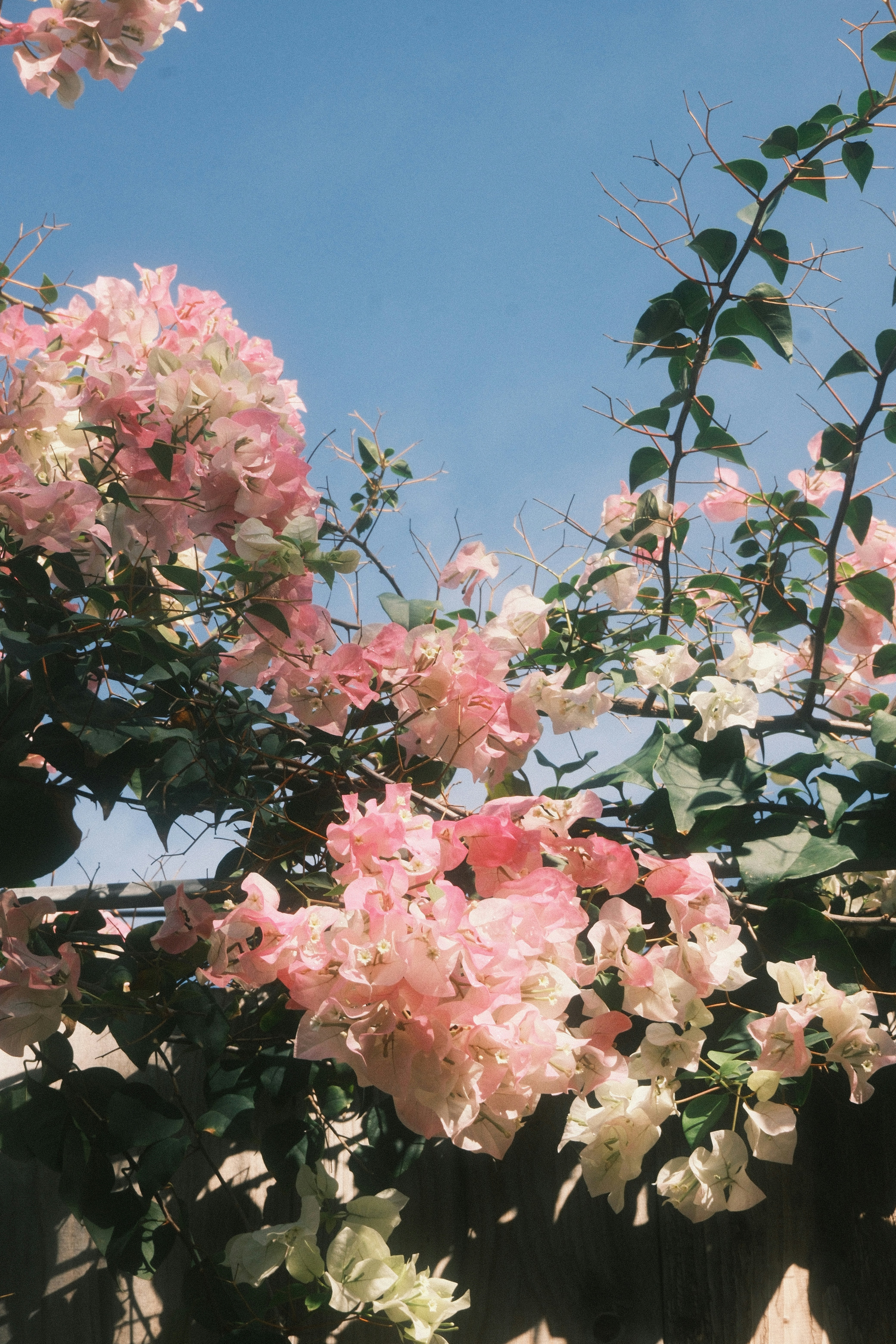 Bougainvillea Veil Against a Clear Sky