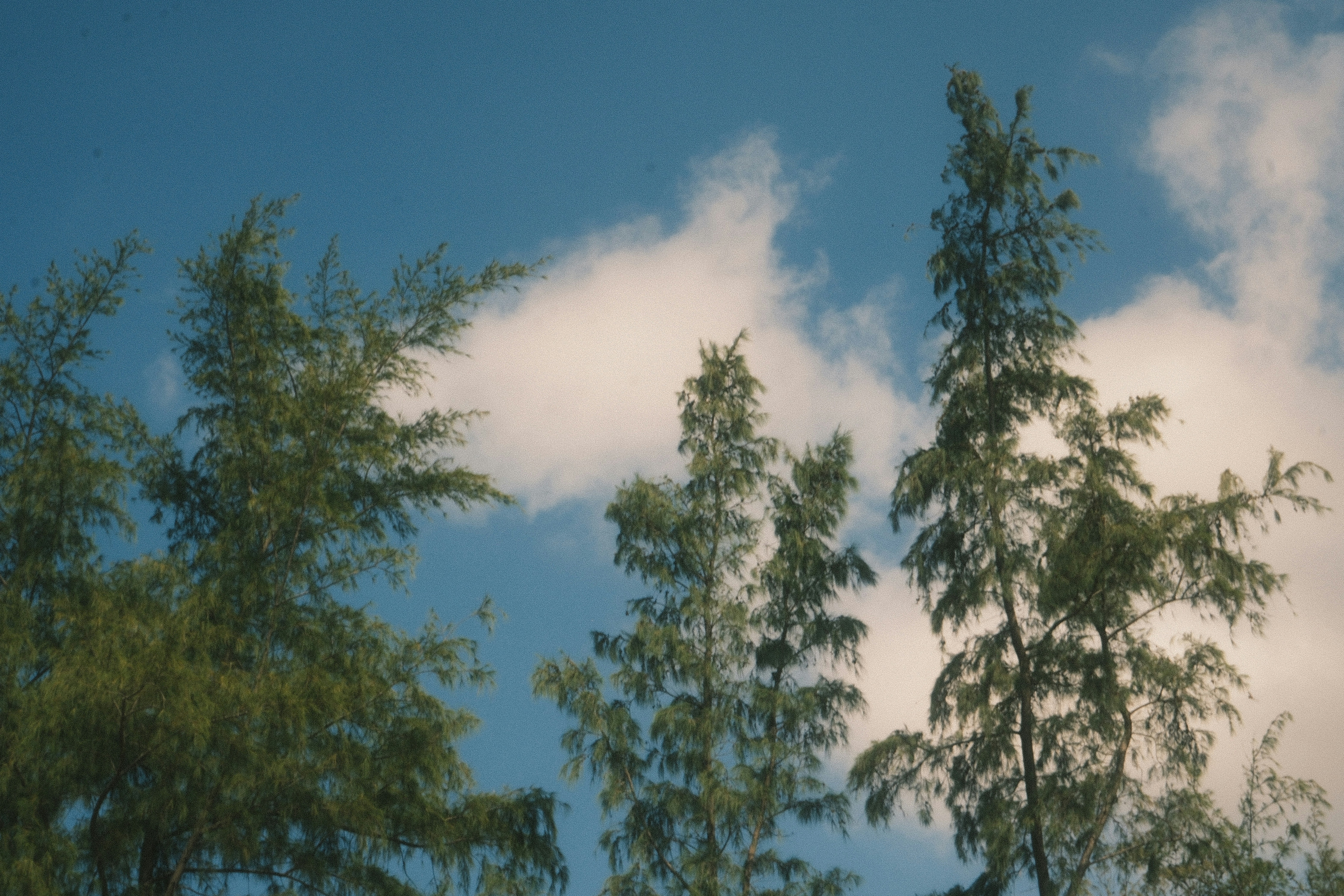 Skyward Pines: A Quiet Morning Among Tall Conifers