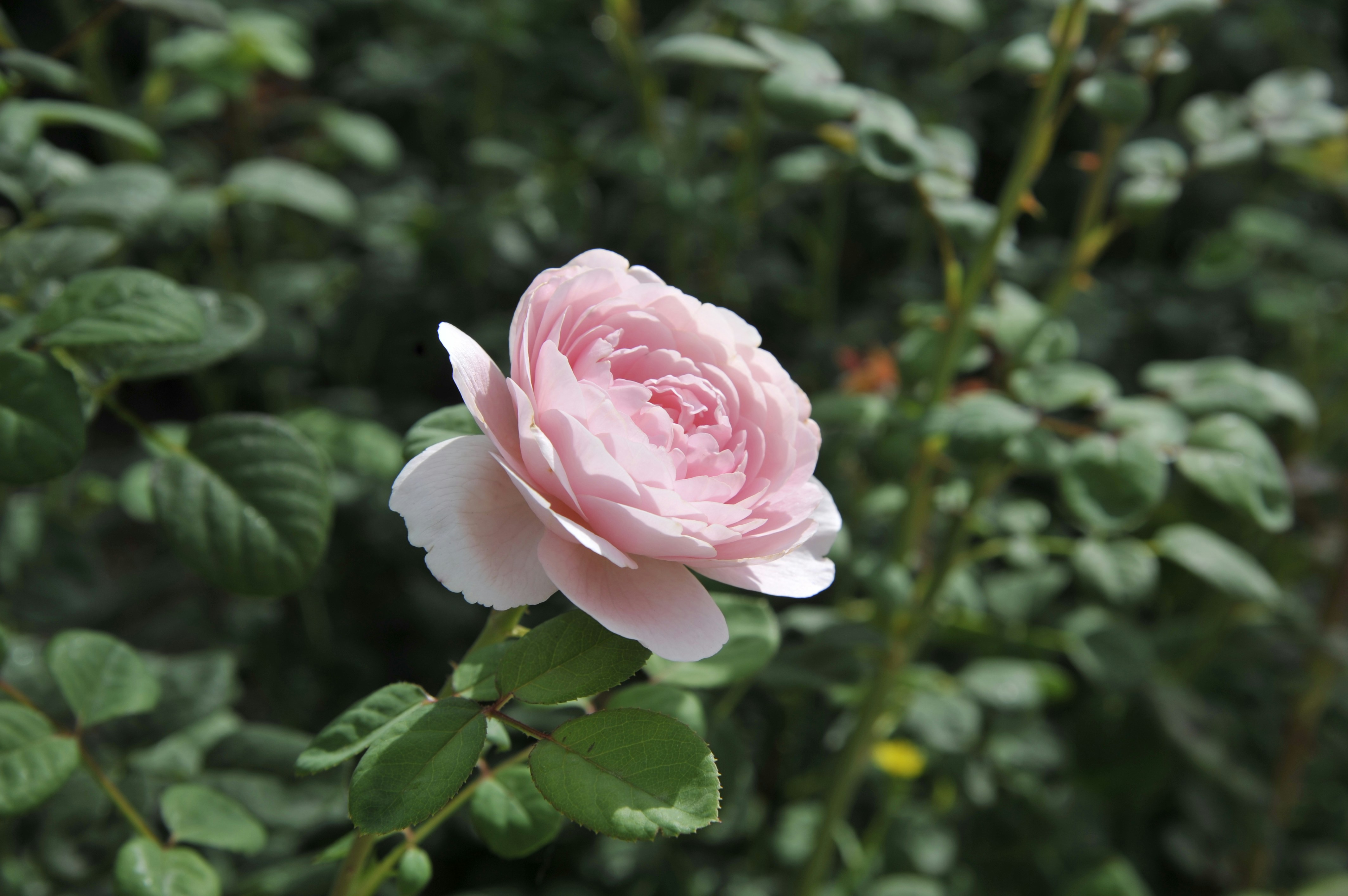 Soft Pink Bloom Holding Court in a Green Retreat