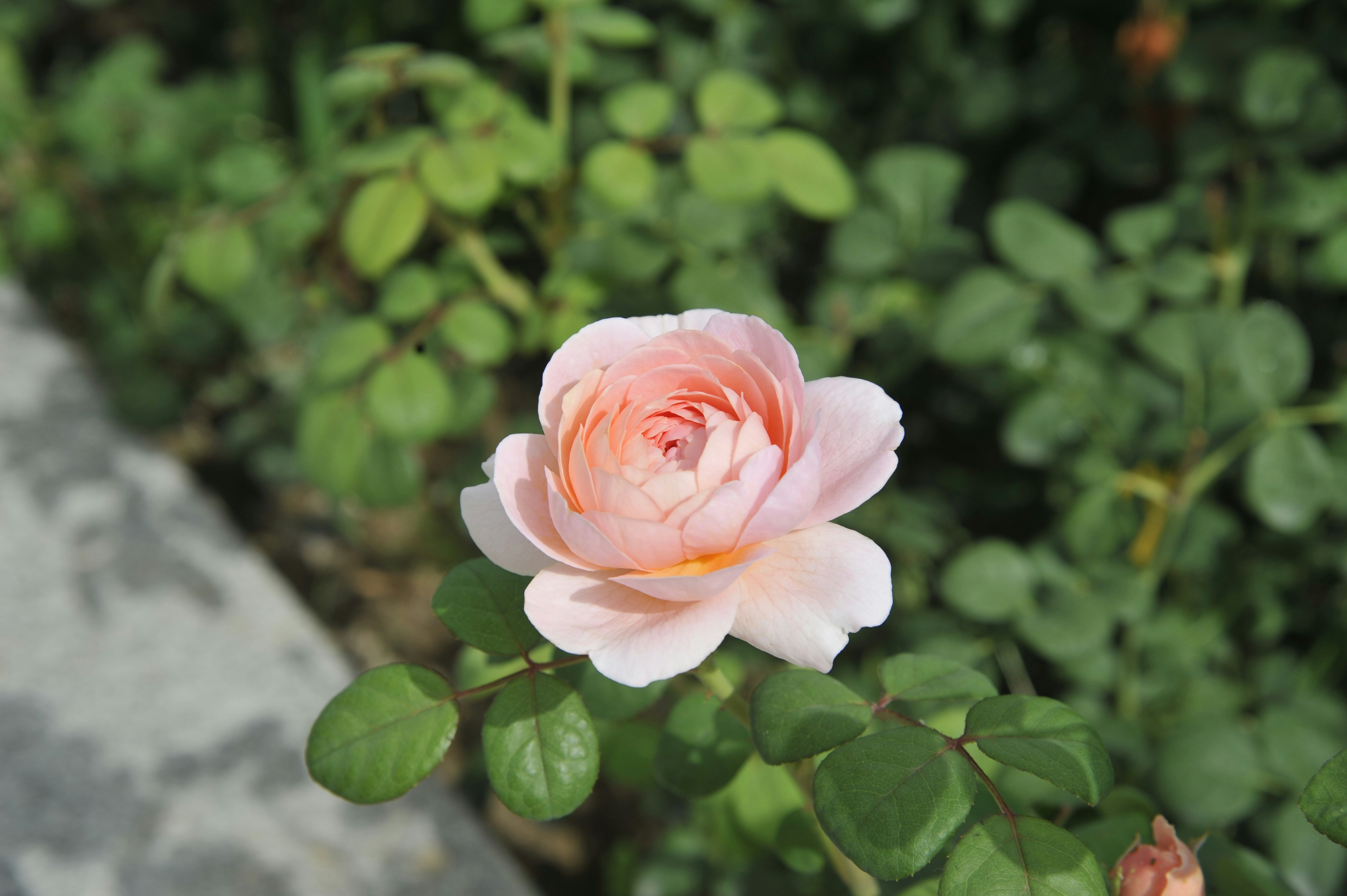 Soft Pink Blossom Centered in a Garden Patch
