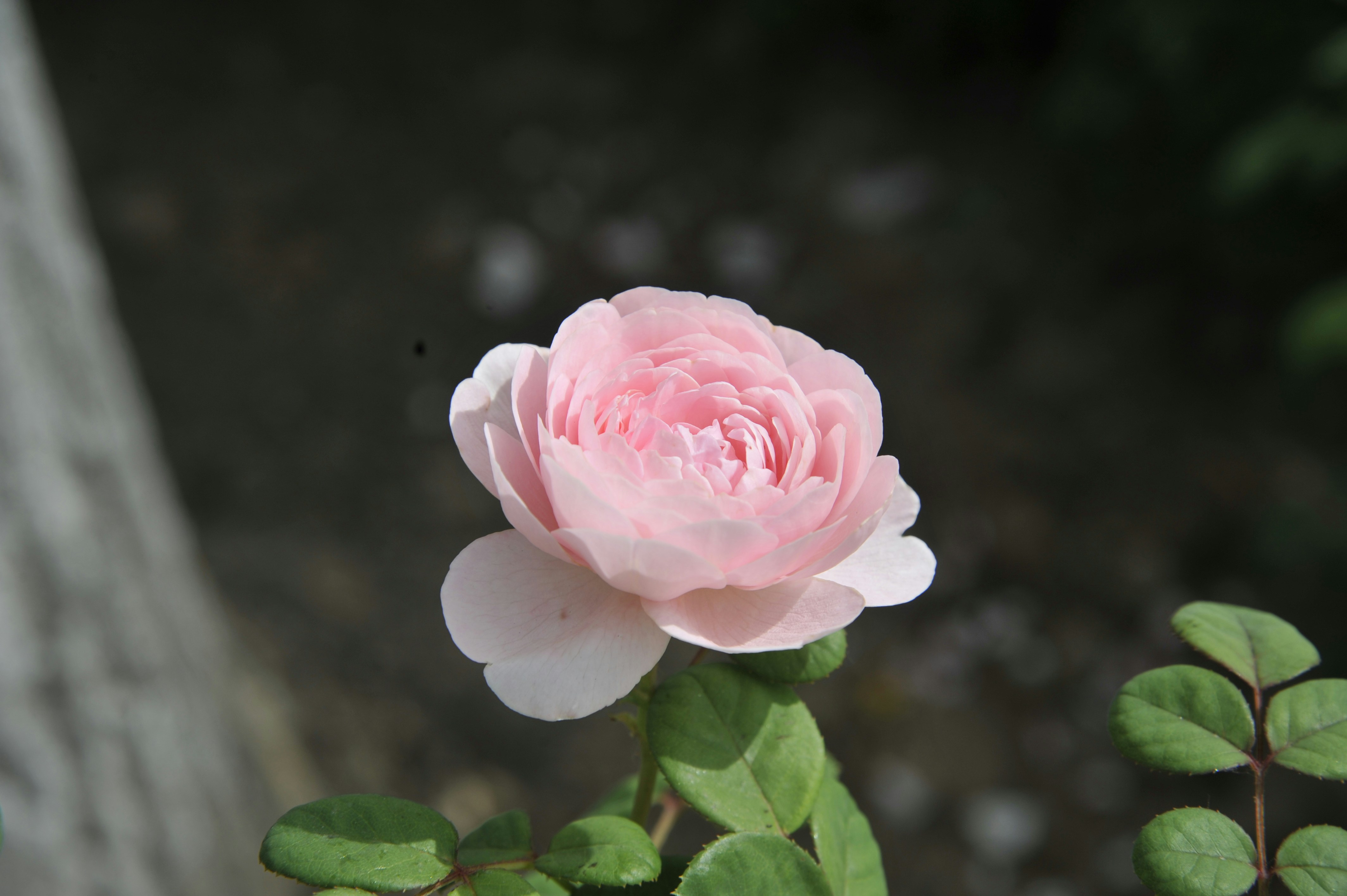 Soft Pink Bloom in Focus Among Garden Foliage