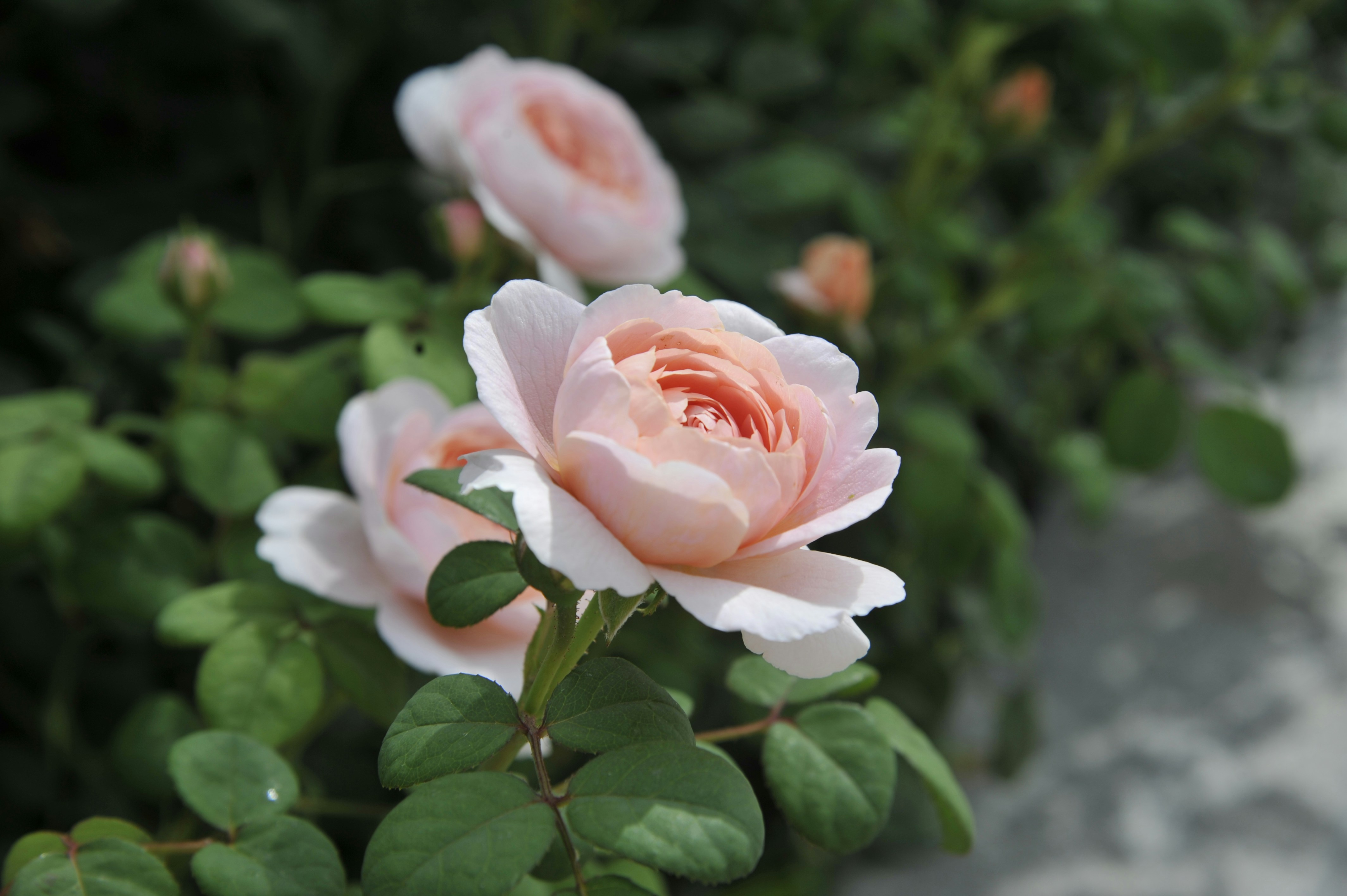 Petal Portrait: Soft Peach Rose Amid Verdant Backdrop