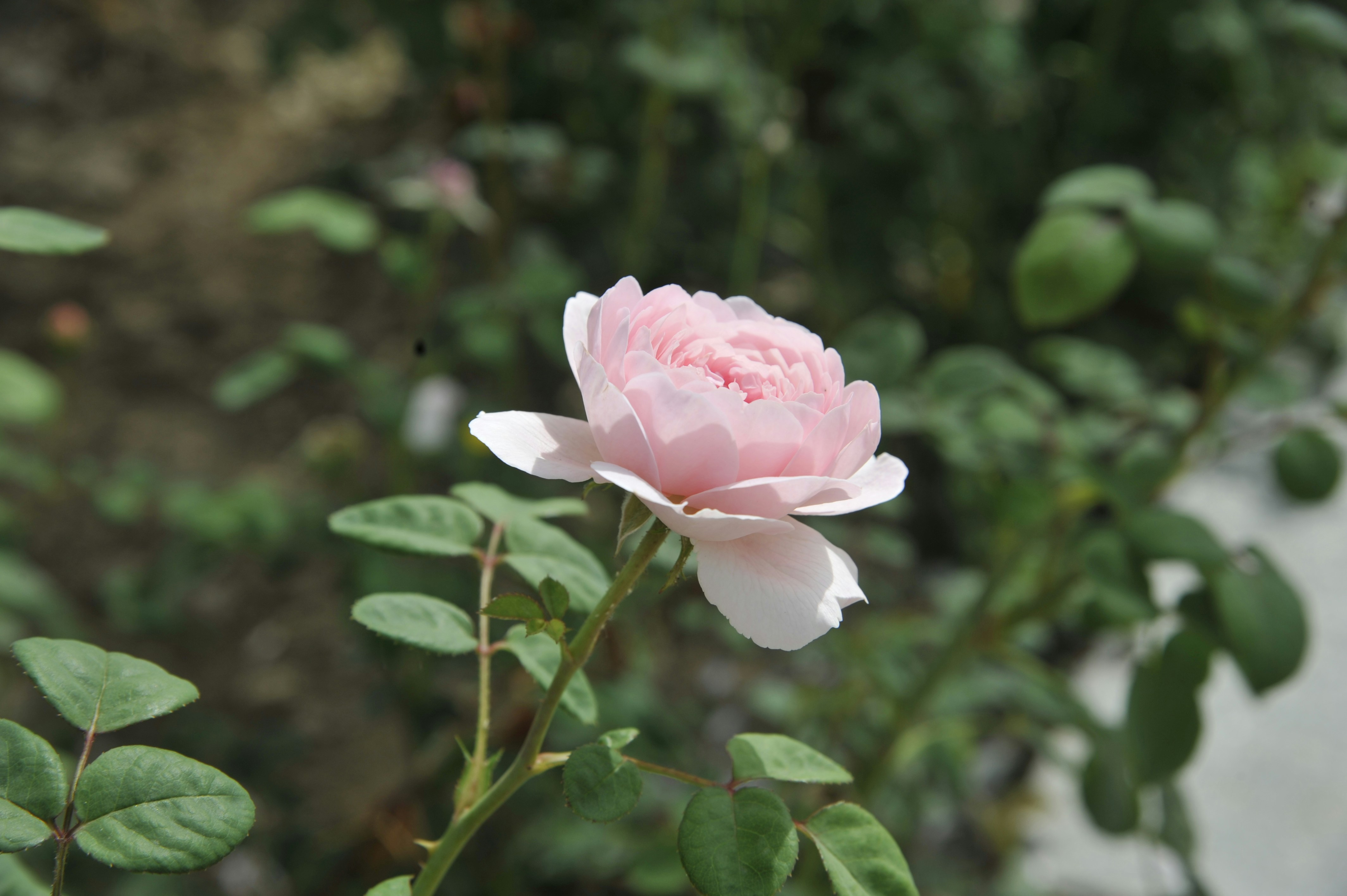 Soft Rosette in a Quiet Garden