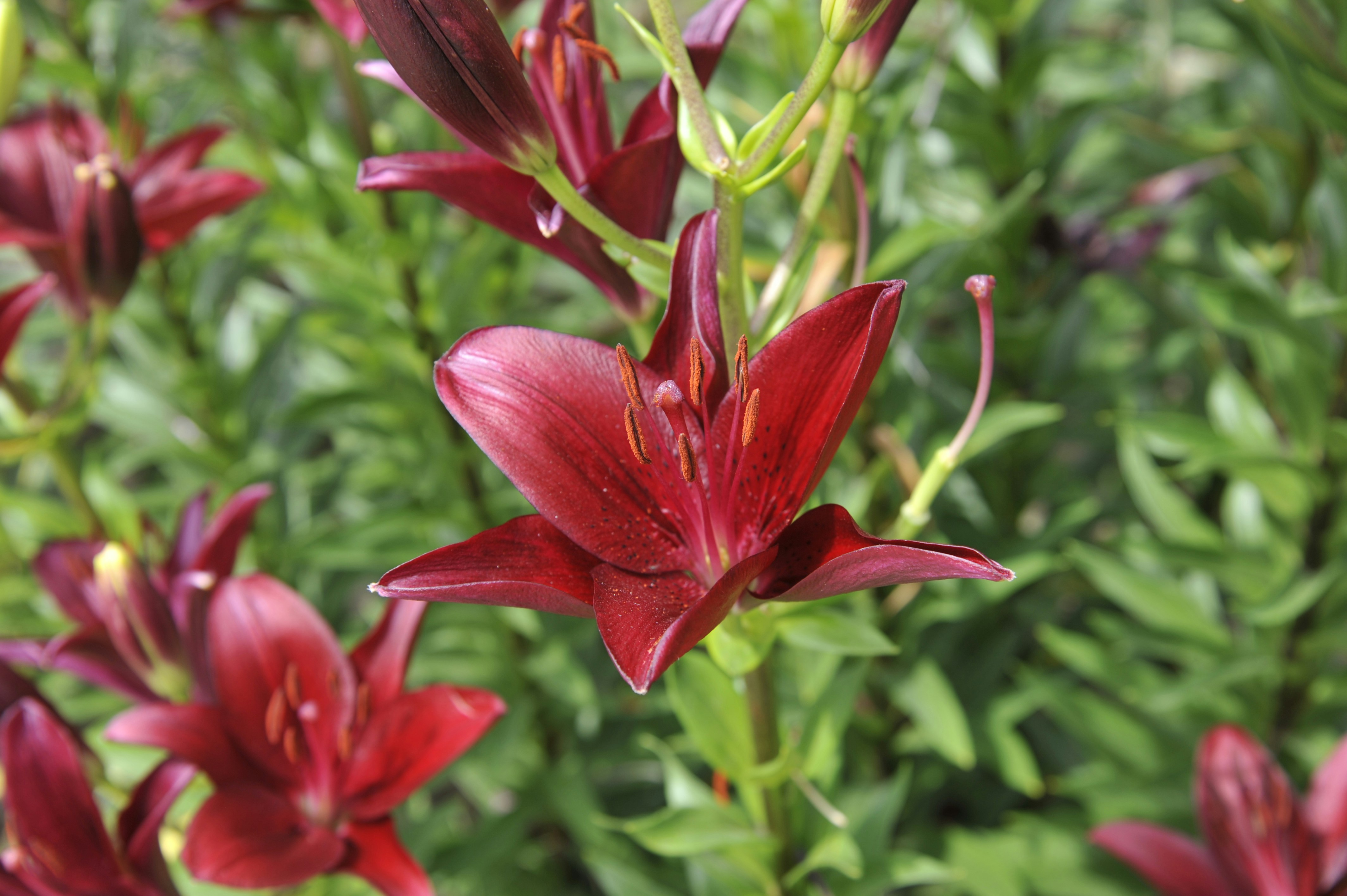 Crimson Lily in Focus: A Close-Up from a Sunlit Garden