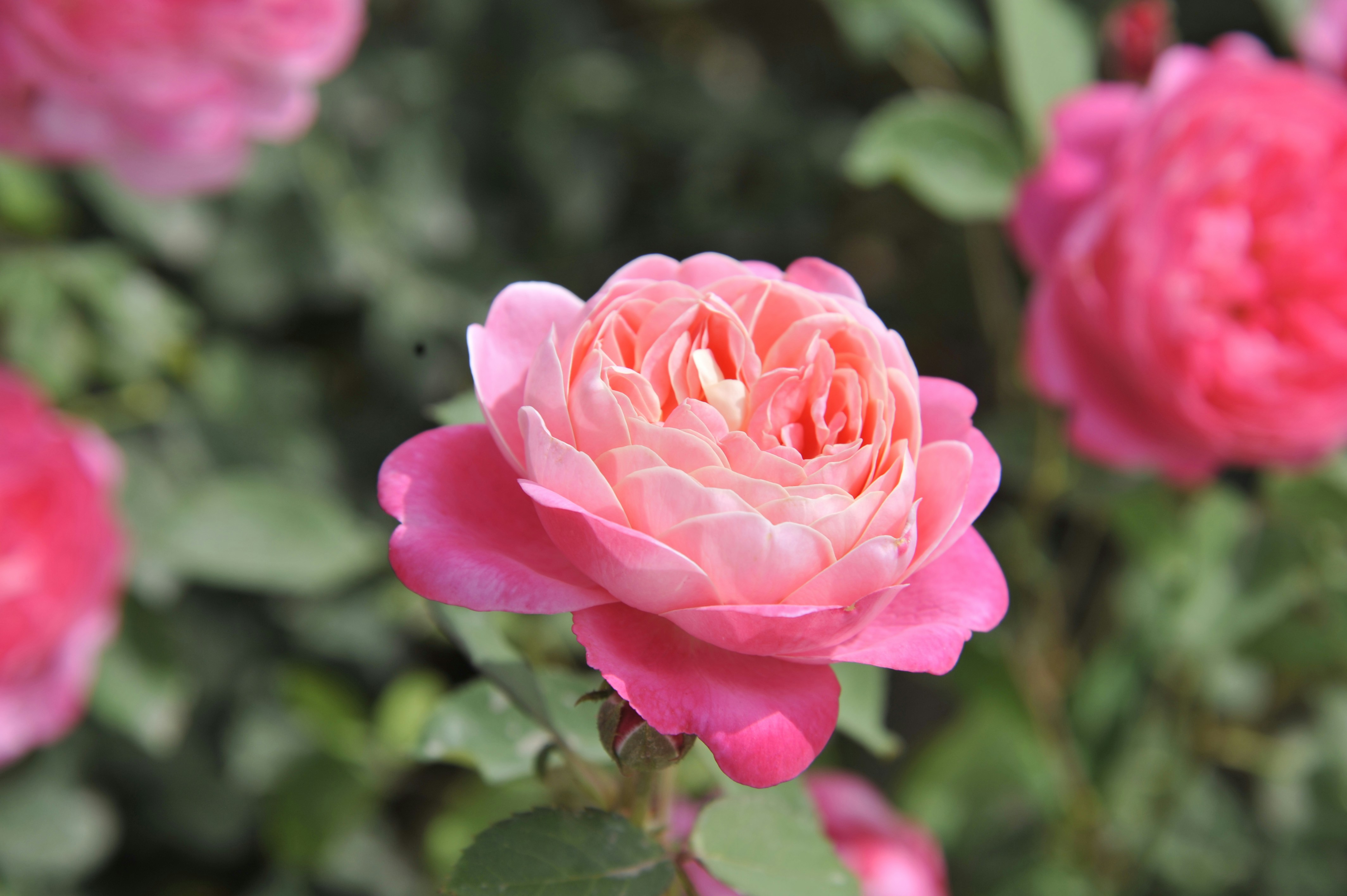 Rose in Focus: Soft Petal Detail Against Lush Backdrop