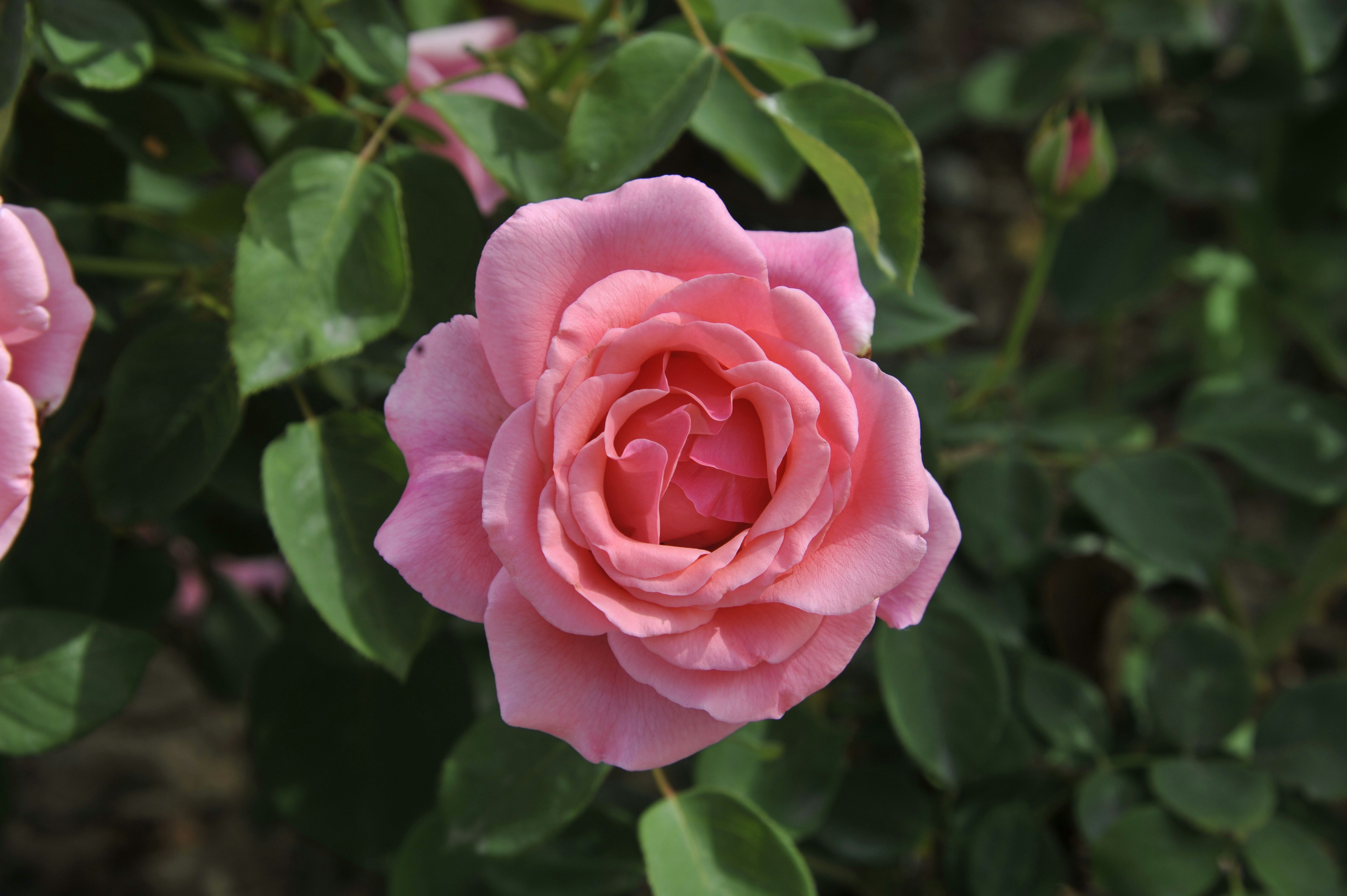 Blush Rose in Deep Green Frame