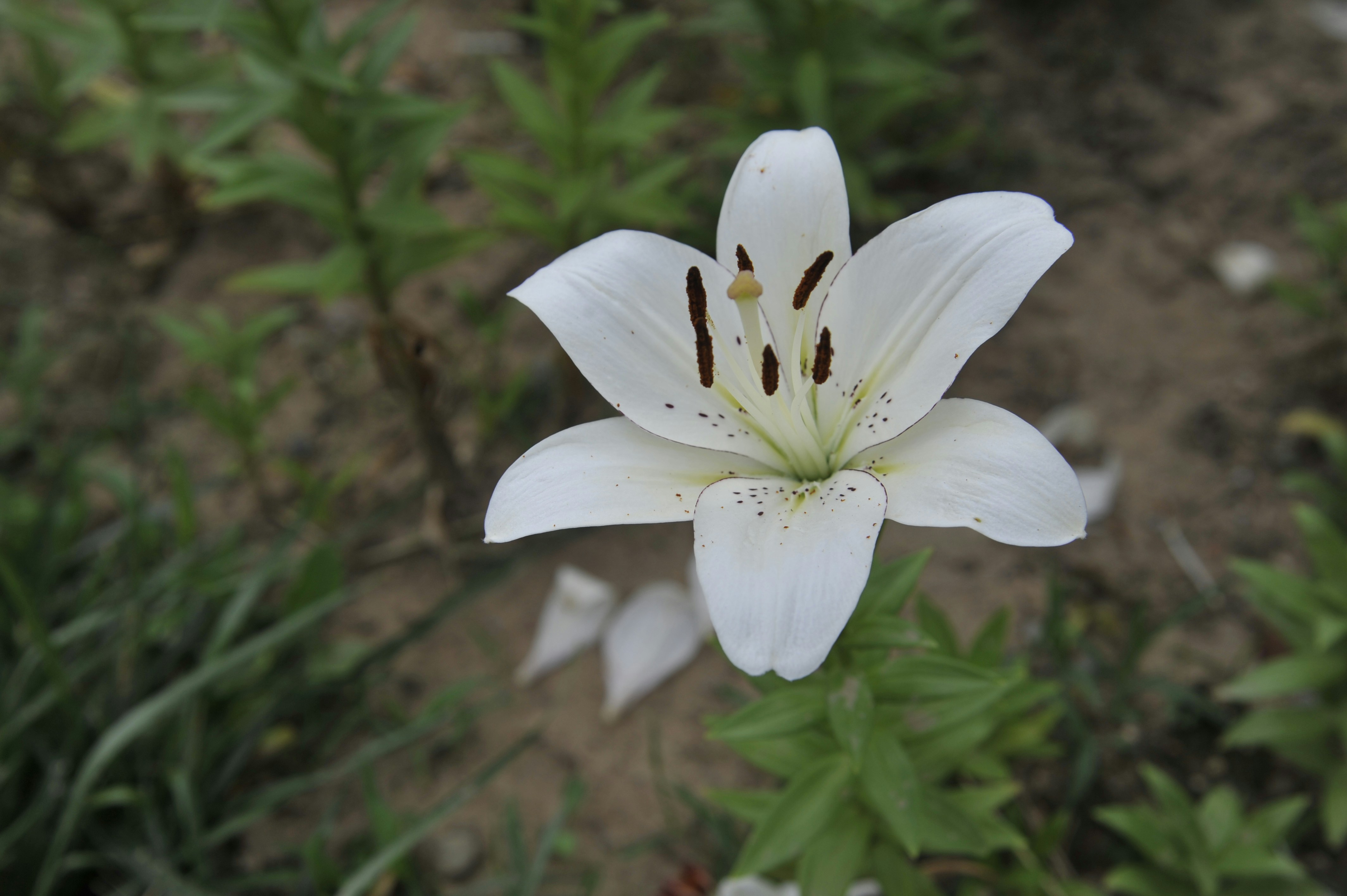 White Lily in Focus: Close‑up of a Delicate Bloom Against Earthy Backdrop