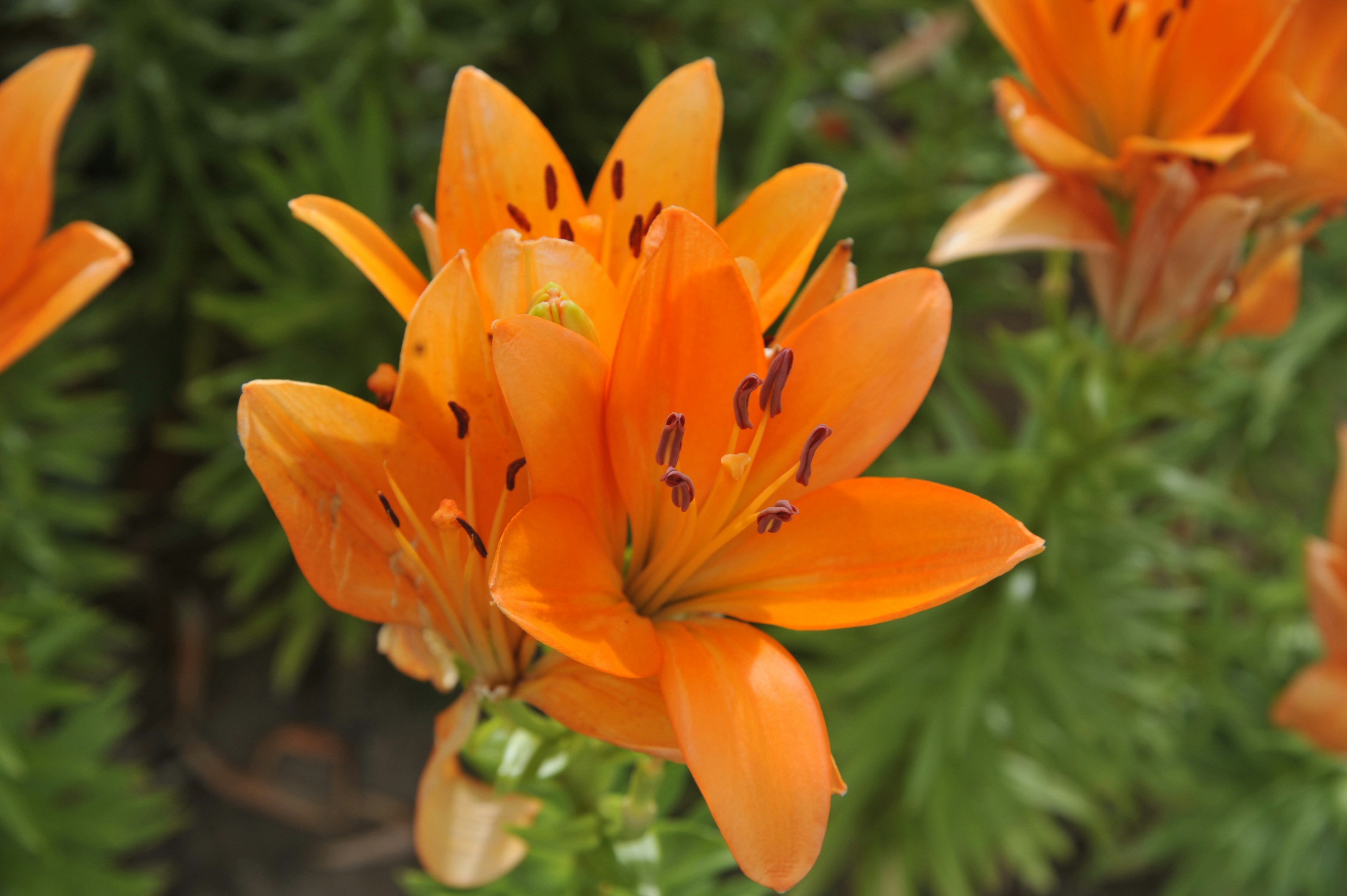 Orange Lily Cluster in Sunlit Garden
