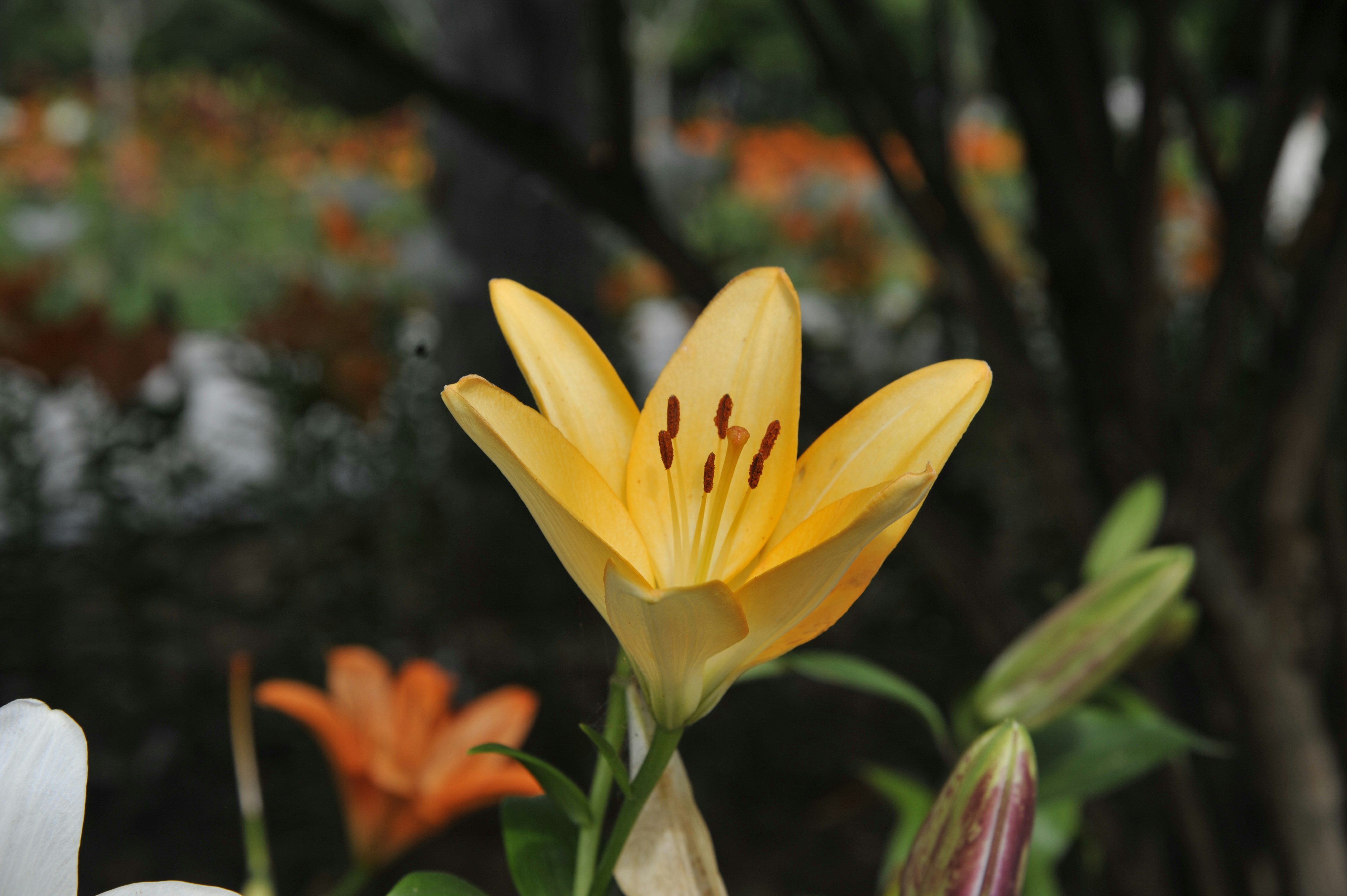 Golden Lily in Focus: A Close-Up of Tender Petals Against a Blur of Garden Color