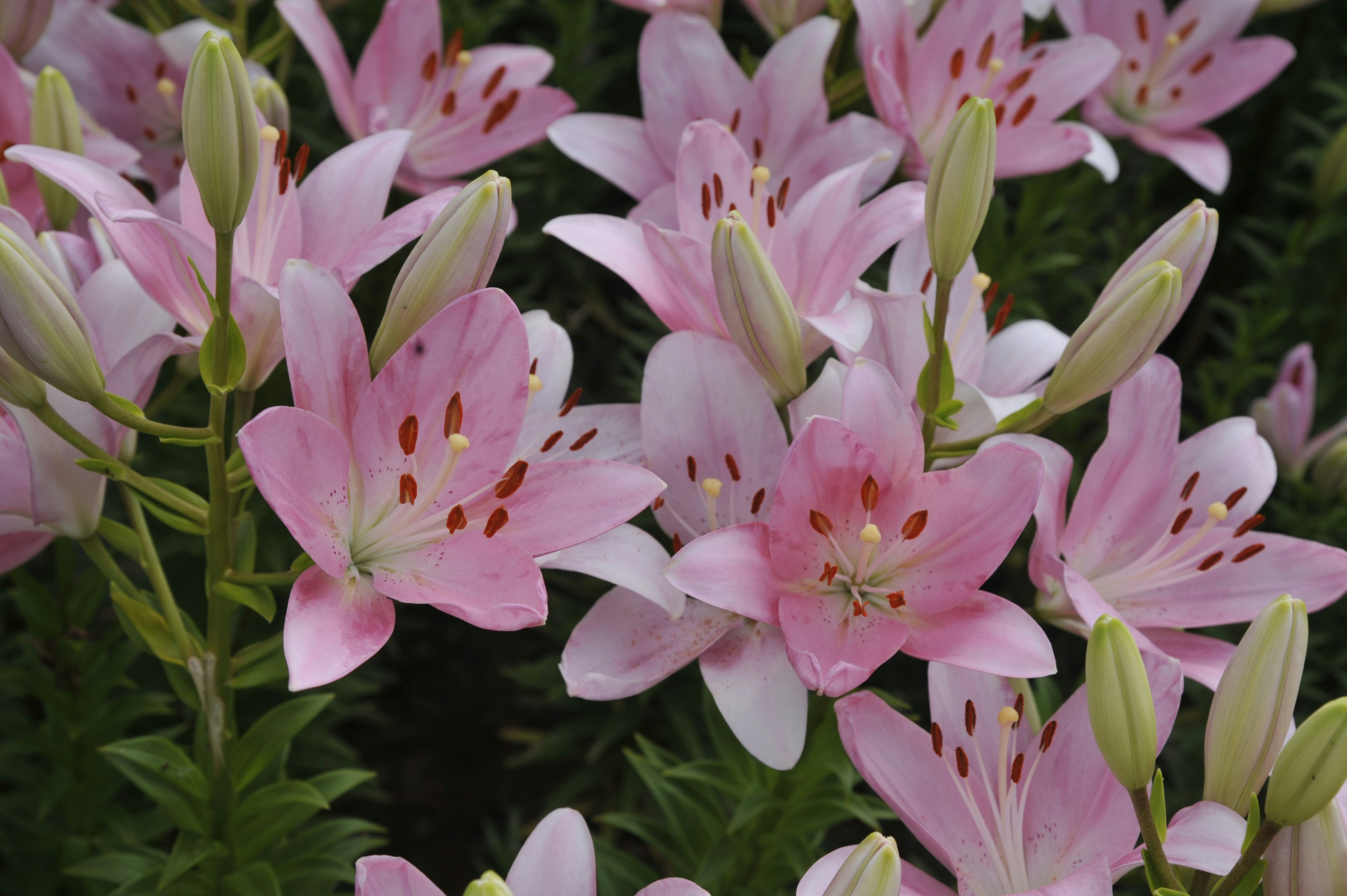 Pink Lily Cluster inSoft Focus Garden Bed