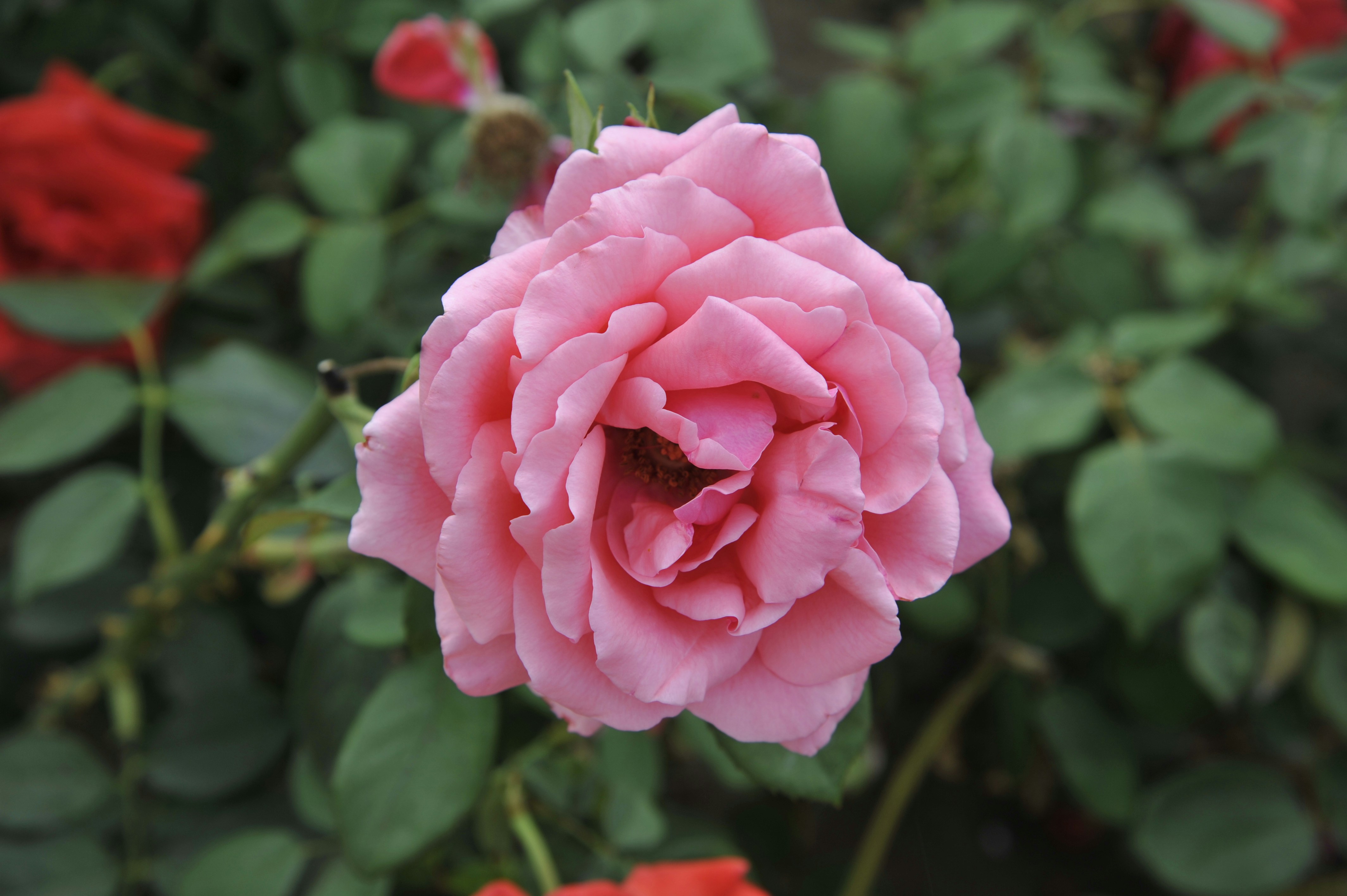 Pink Rose in Focus: Close-Up of a Garden Bloom