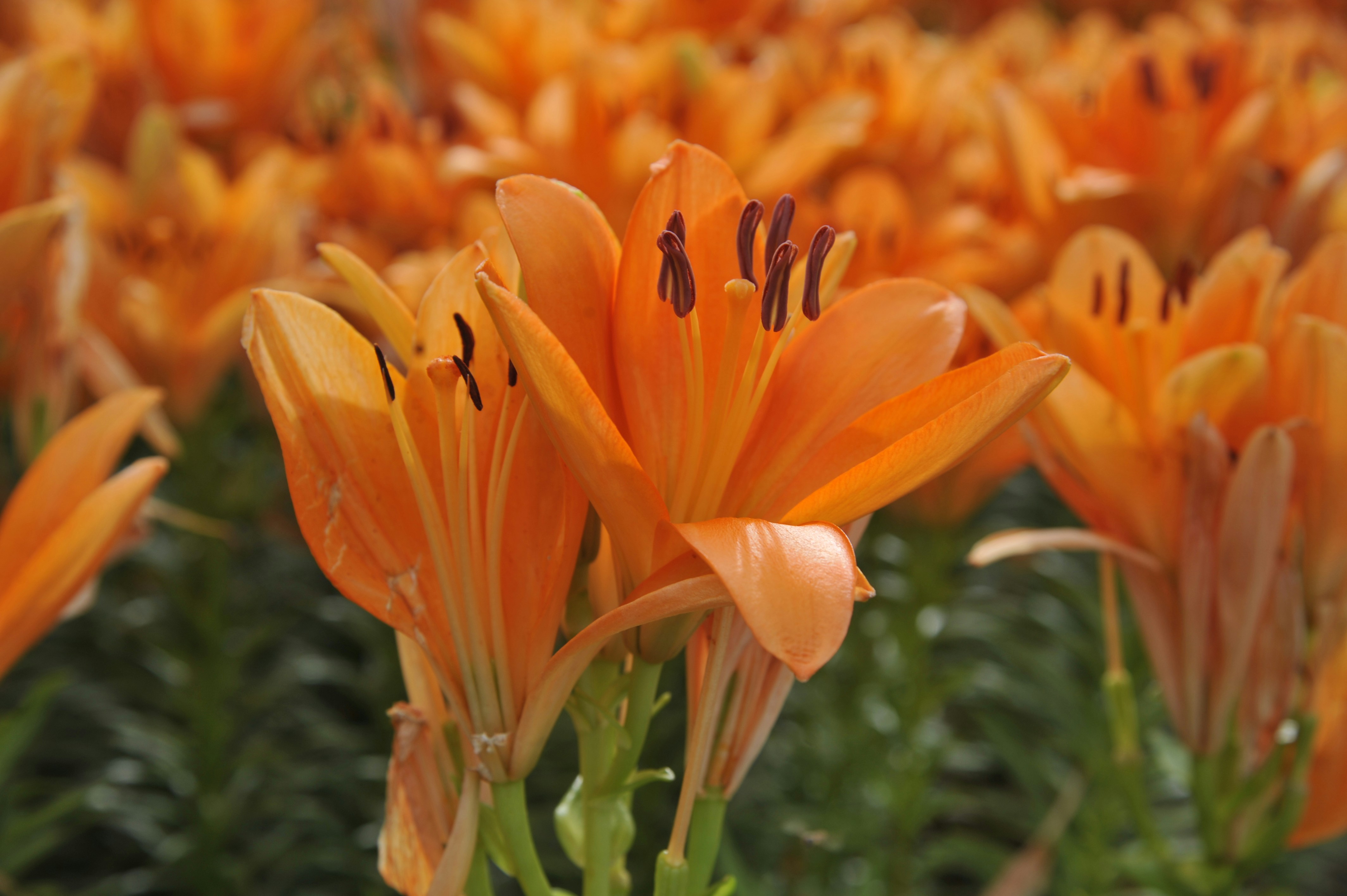 Orange Lily Cluster: Close-Up of Stamen and Petals in a Sunlit Bed