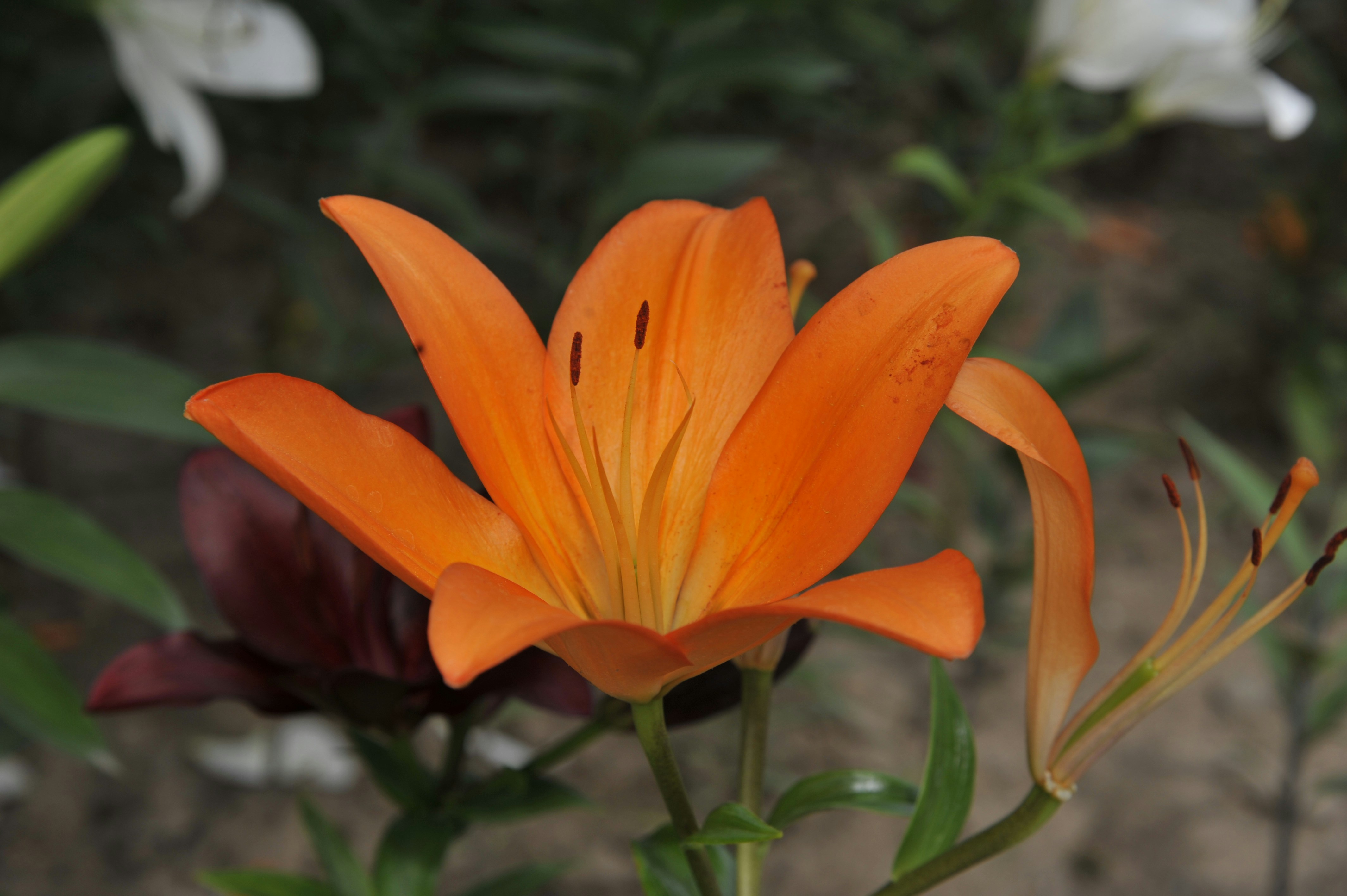 Orange Lily in Focus: Delicate Petals Meet Garden Ground