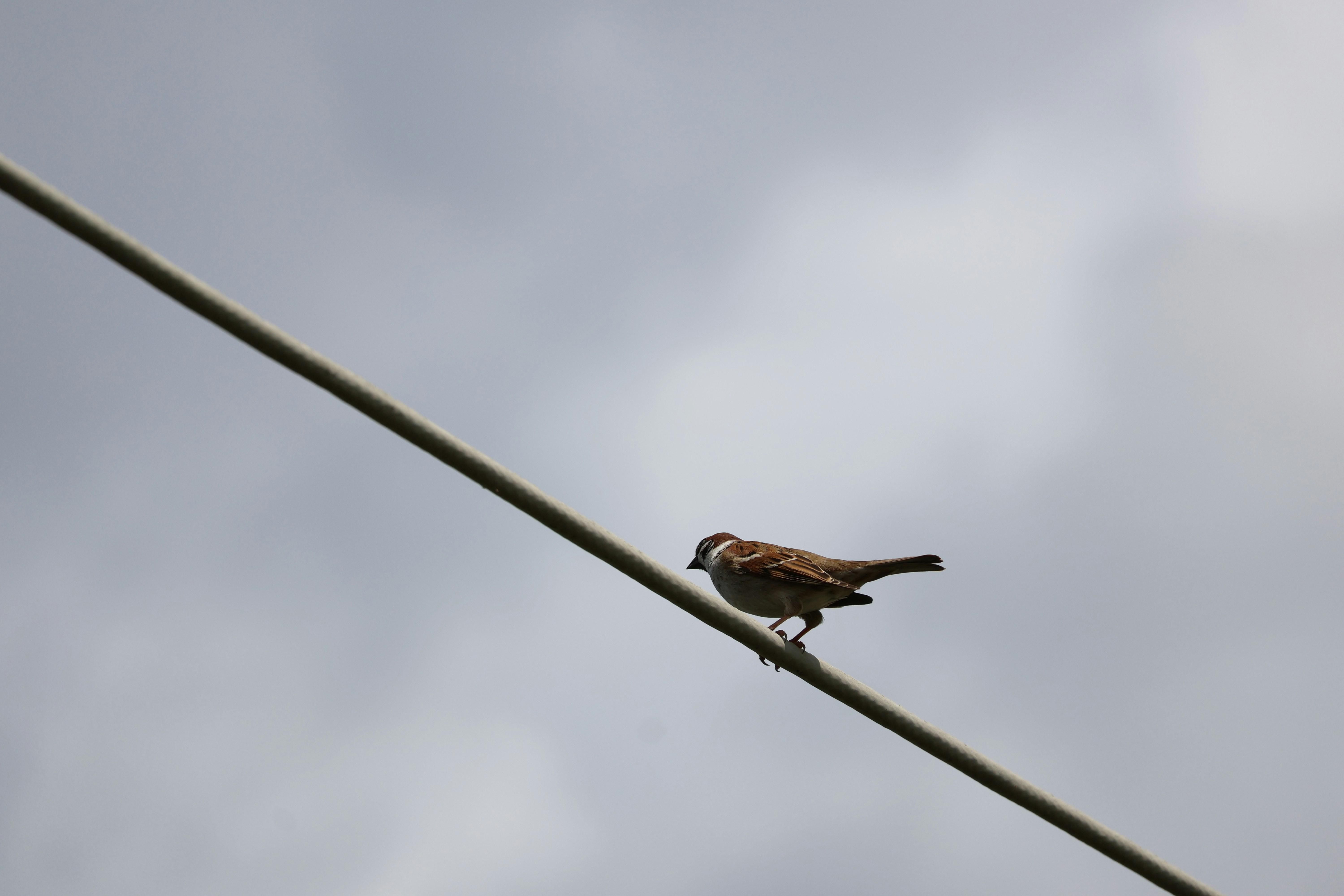 Bird on a Diagonal Wire Against Overcast Sky