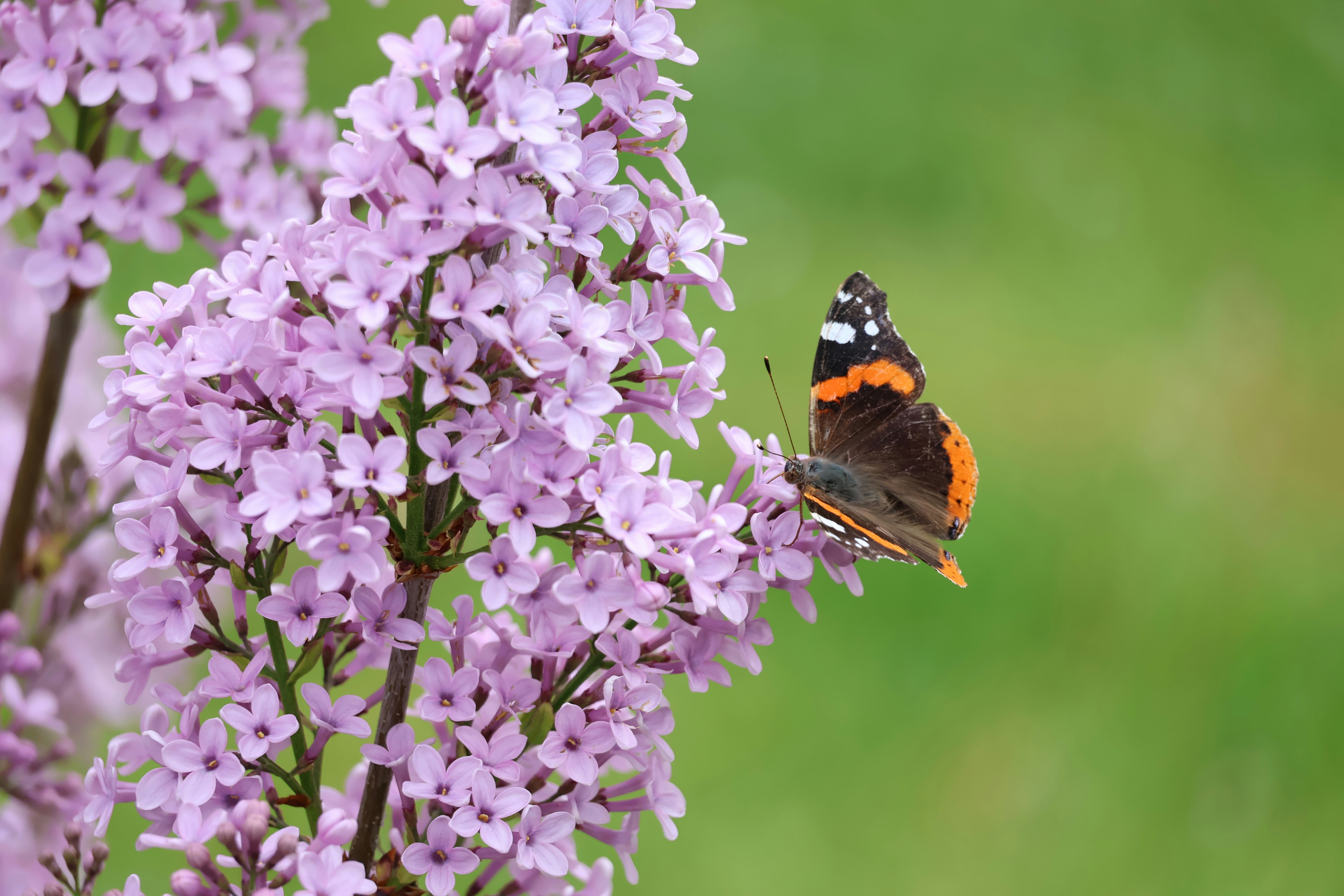 Butterfly on Lilac: Delicate Beauty in Soft Focus