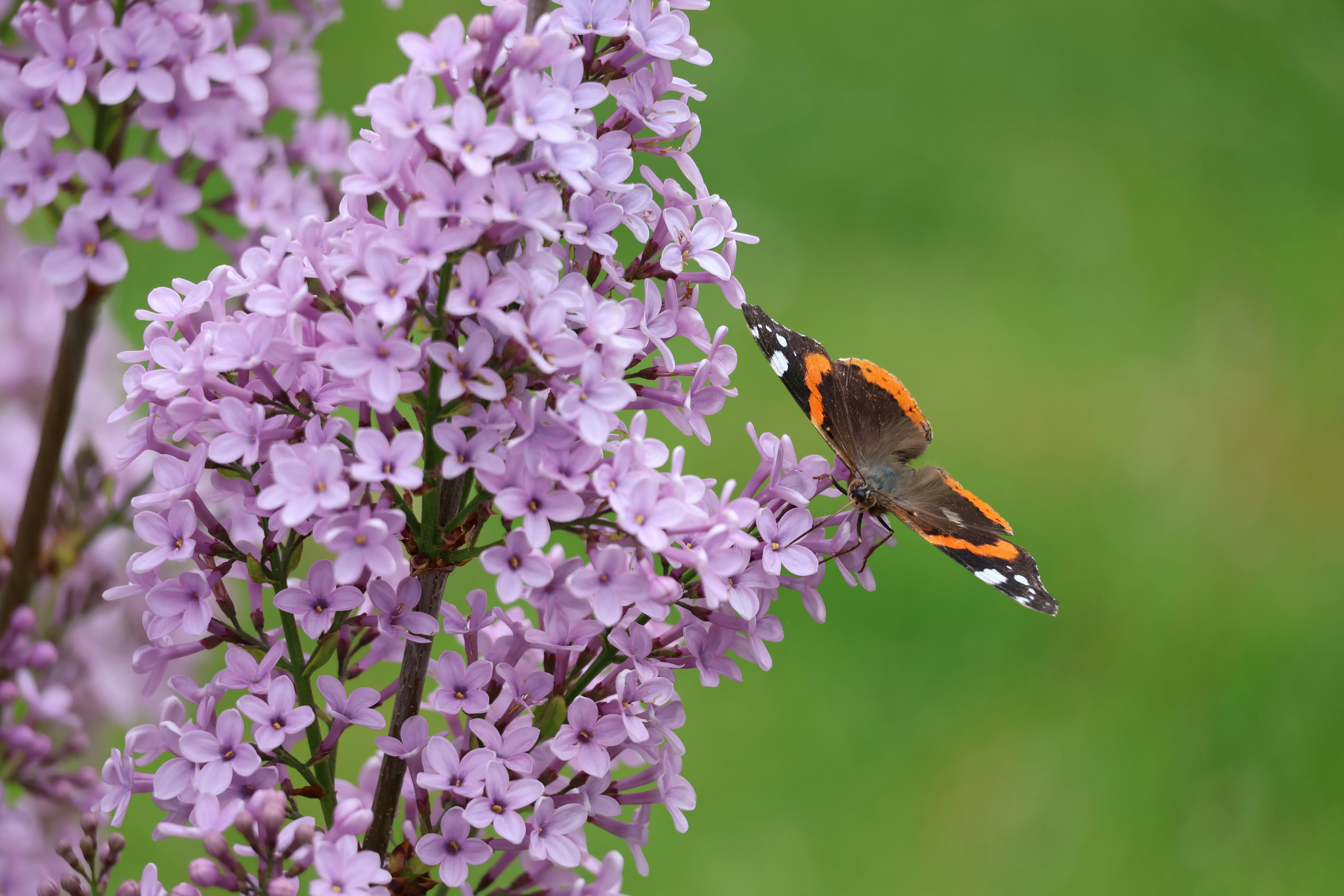 Close-Up of a Butterfly on Lilac Blossoms