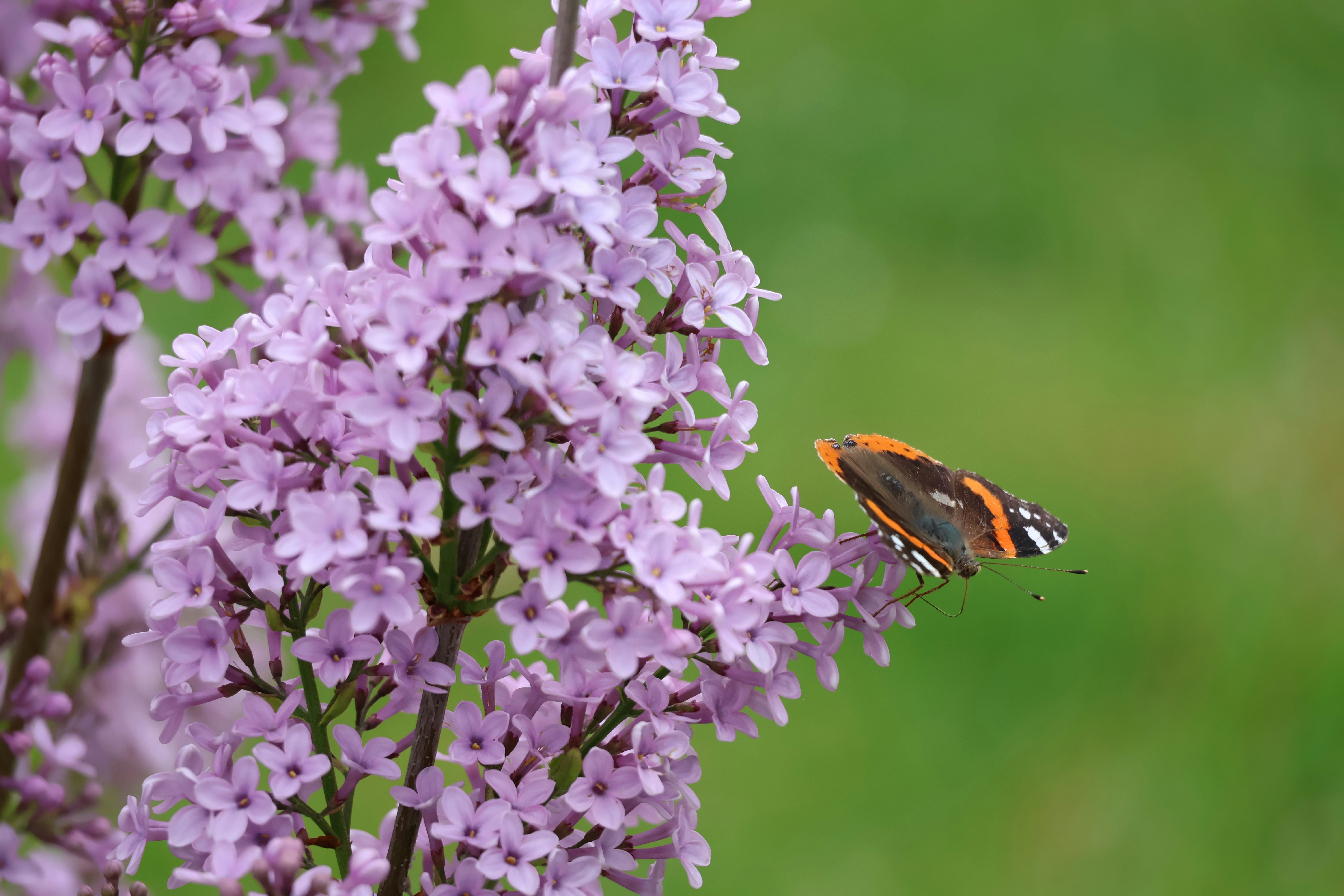 Lilac Bloom at the Edge: A Painted Orange-Black Butterfly Finds Focus
