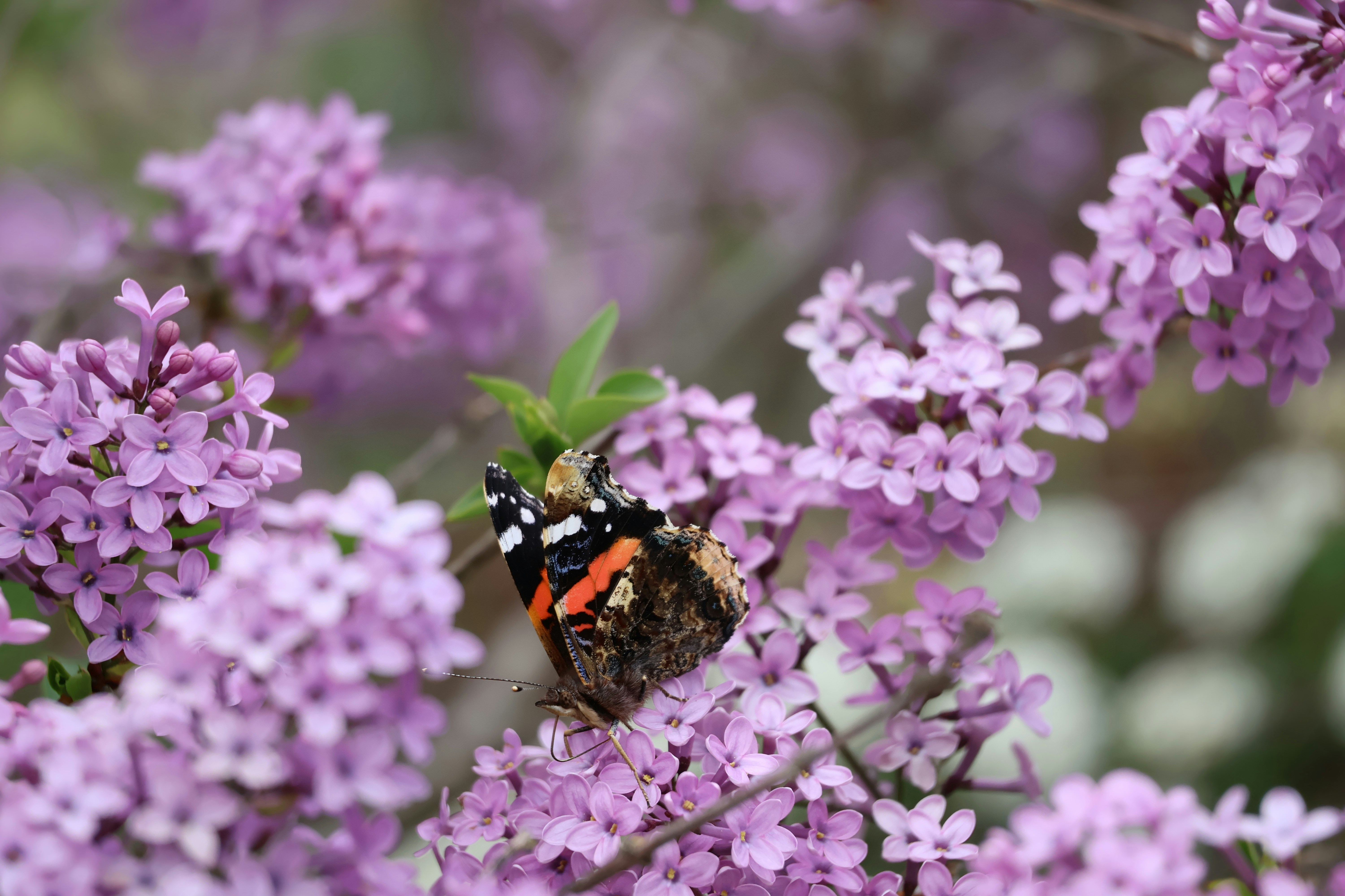 Crimson Wing on Violet Bloom: A Butterfly Pause