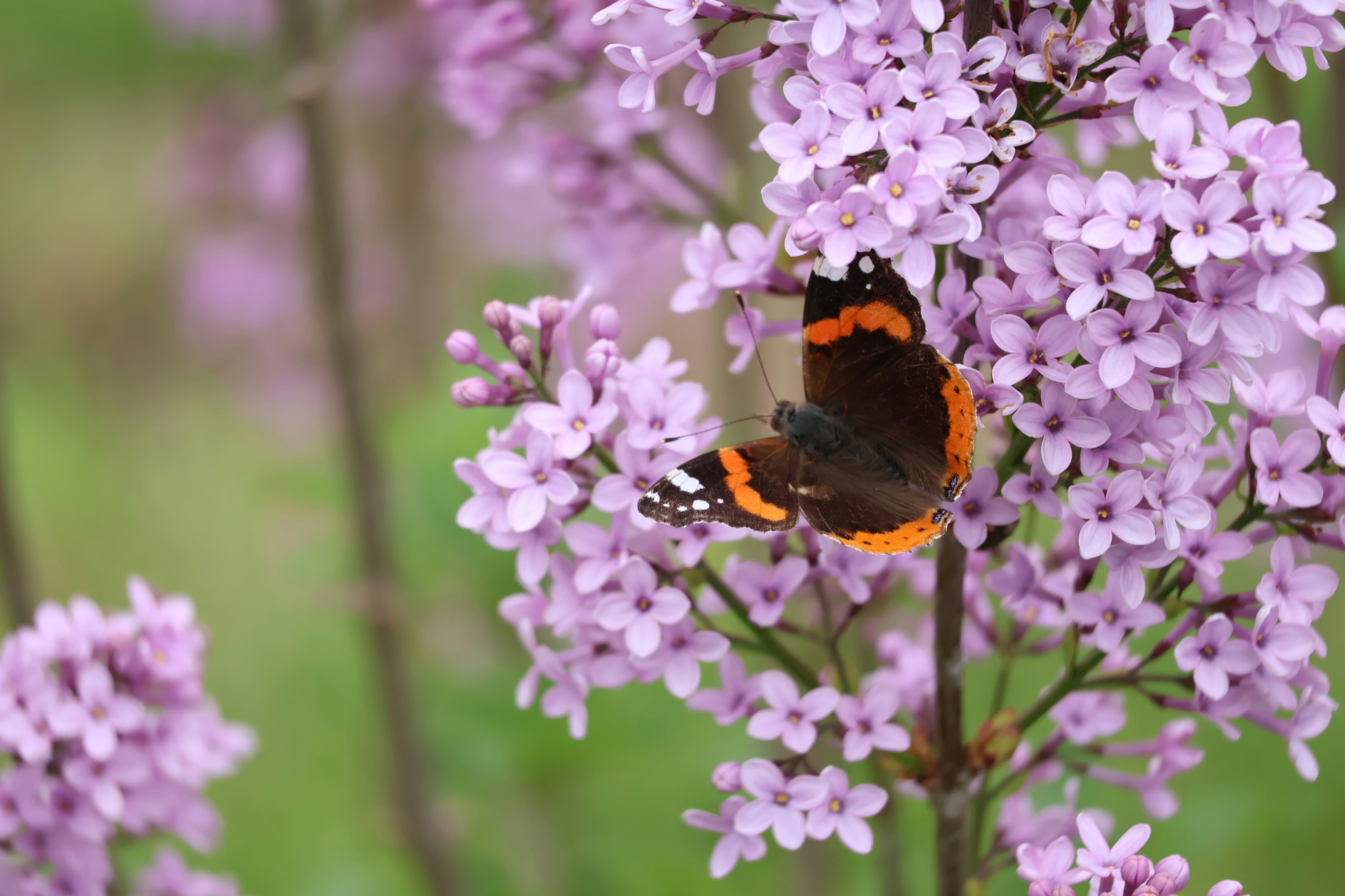 Emerald Wing on Lavender Bloom: A Butterfly Pause
